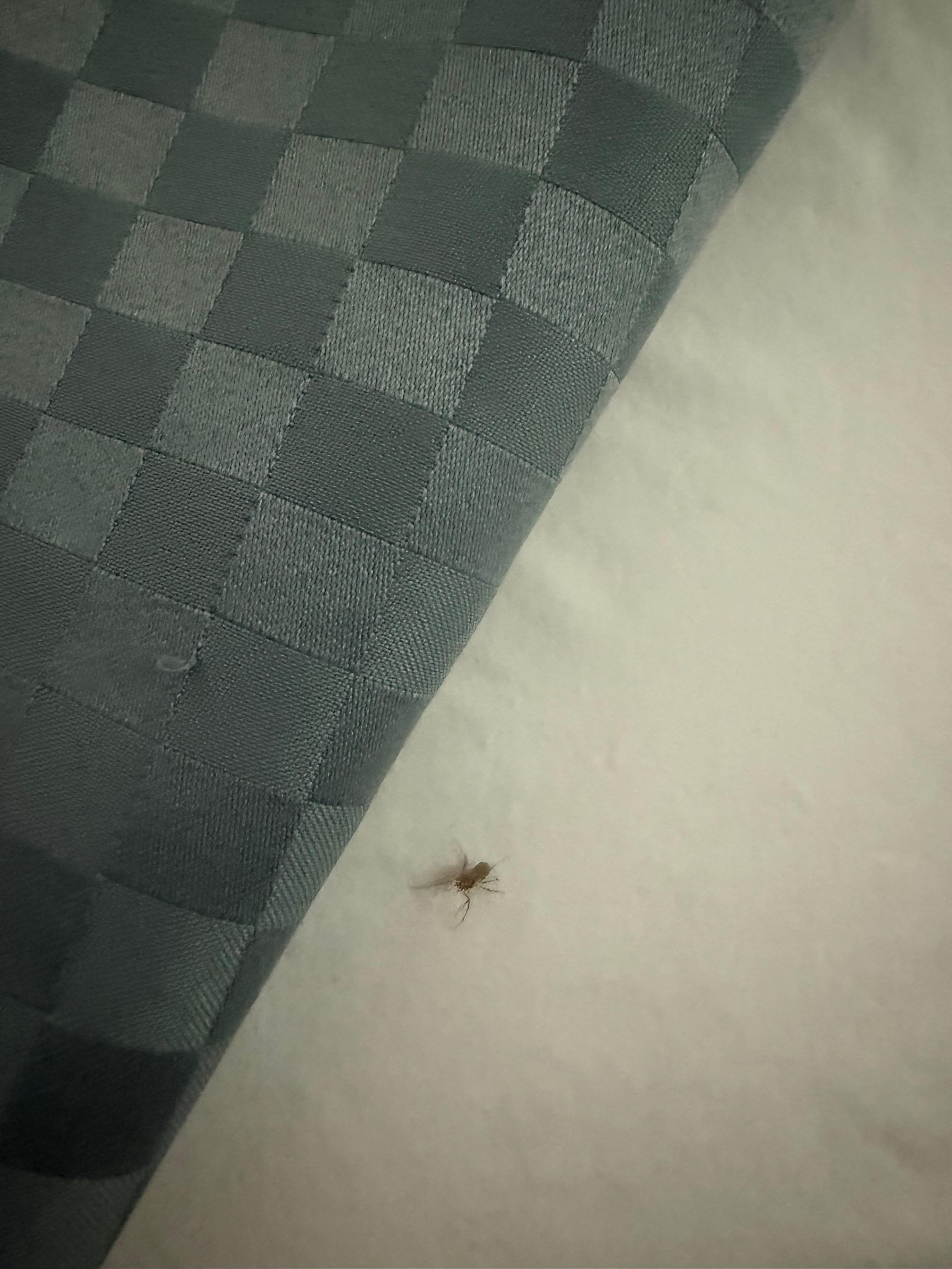 Spiders in bed 