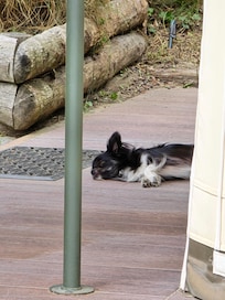 Our chilling Guard-Dog Nala ;)