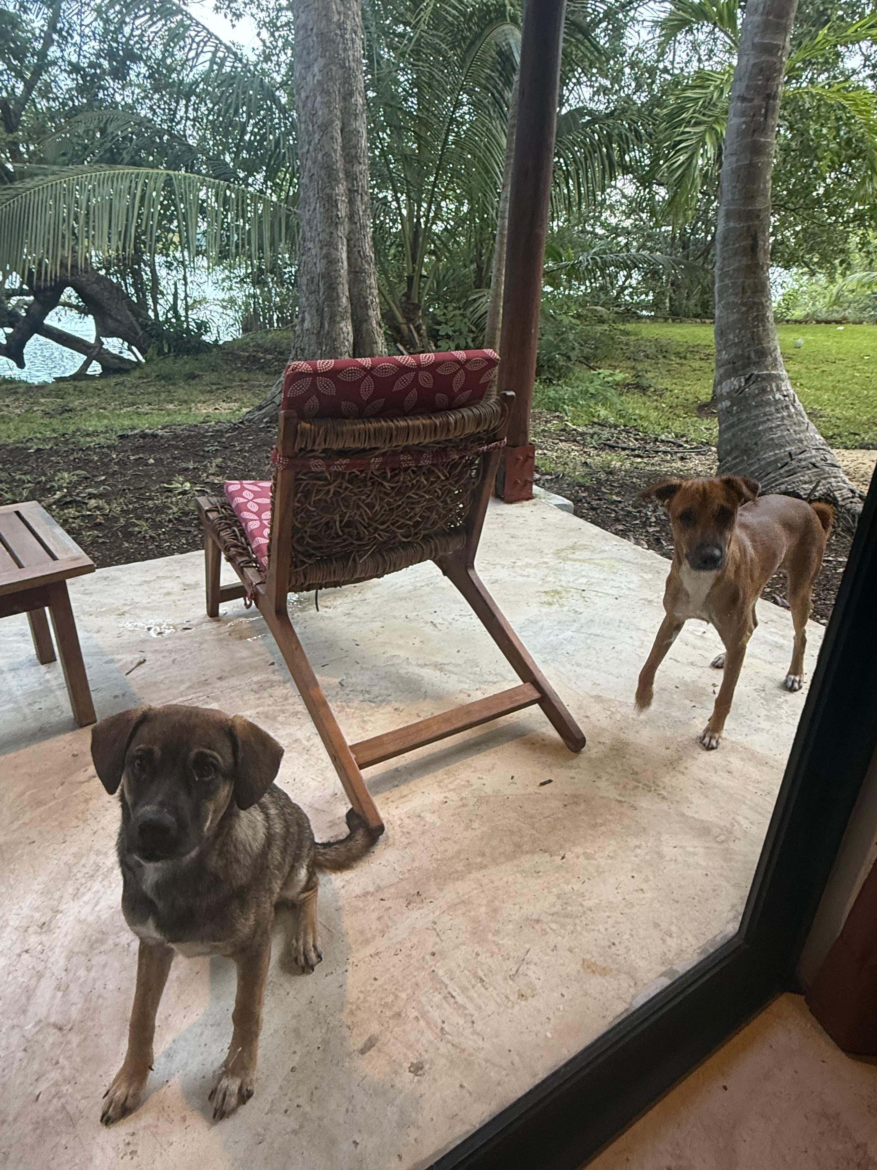 Perros sin dejarnos salir de la habitación 