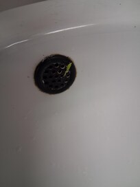 Plant growing out of the sink