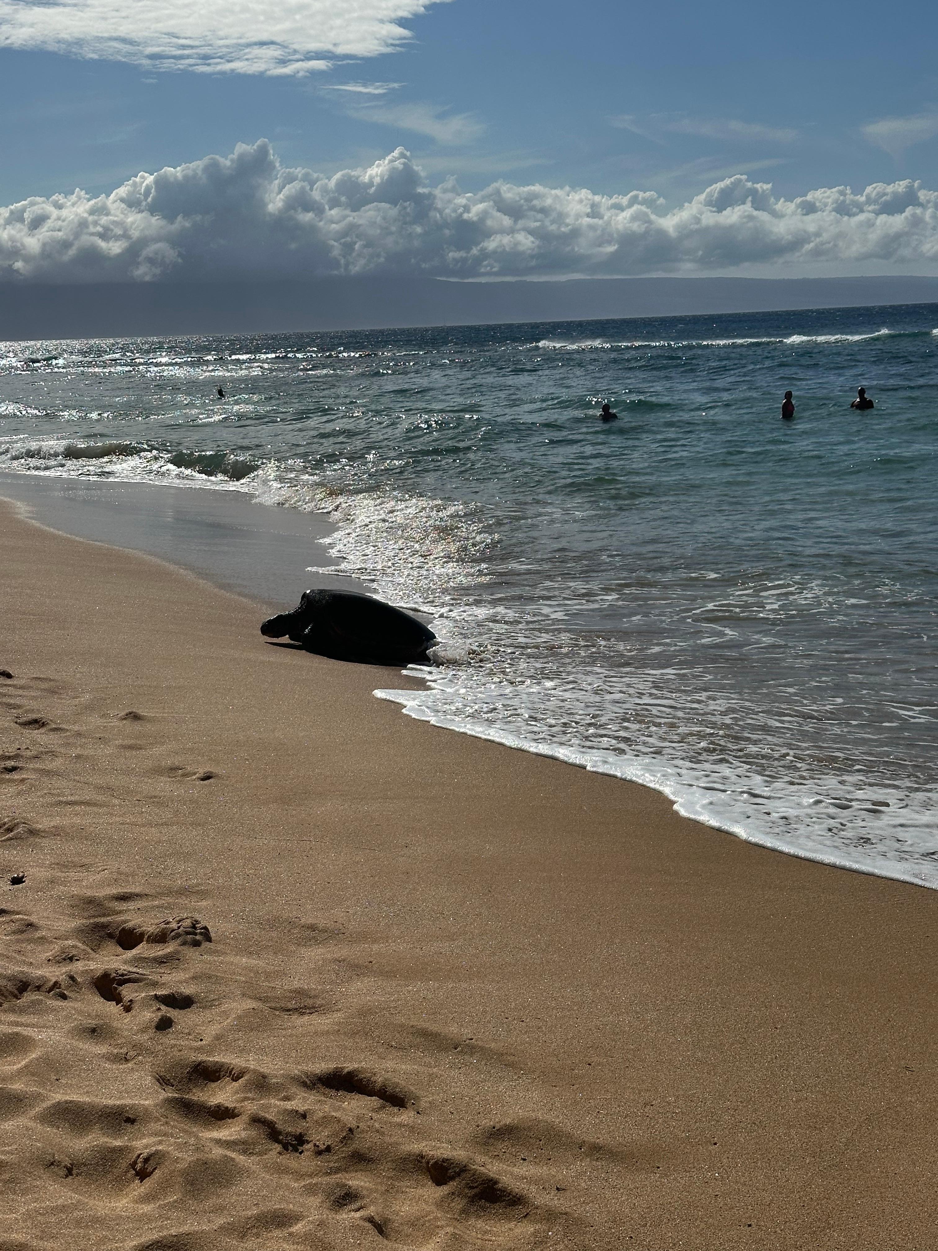 Sea turtle in front of the resort 
