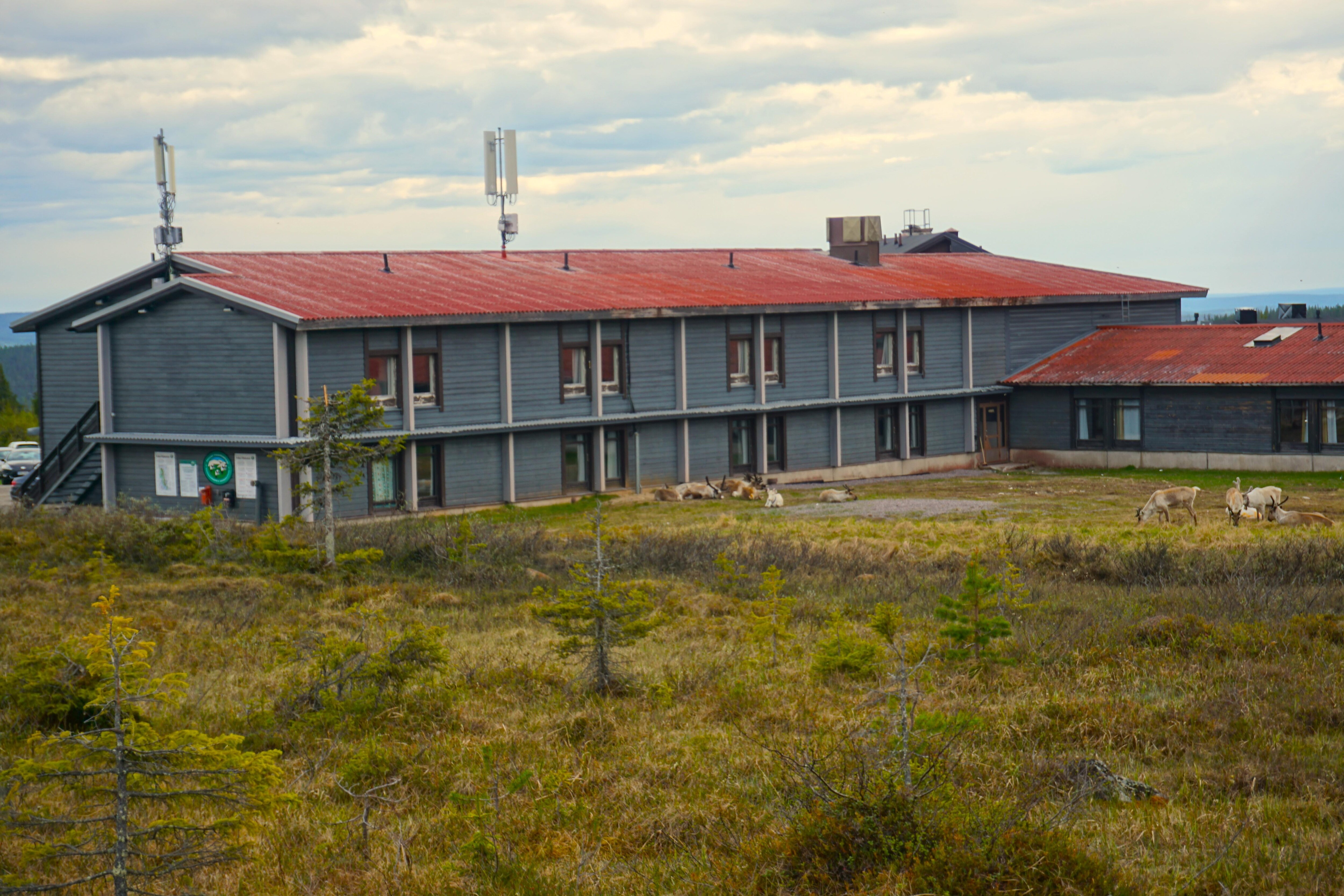 Reindeer next to the hotel