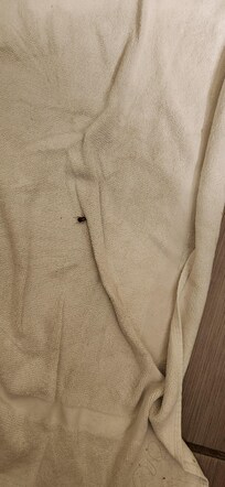 Cockroach located outside the shower area.