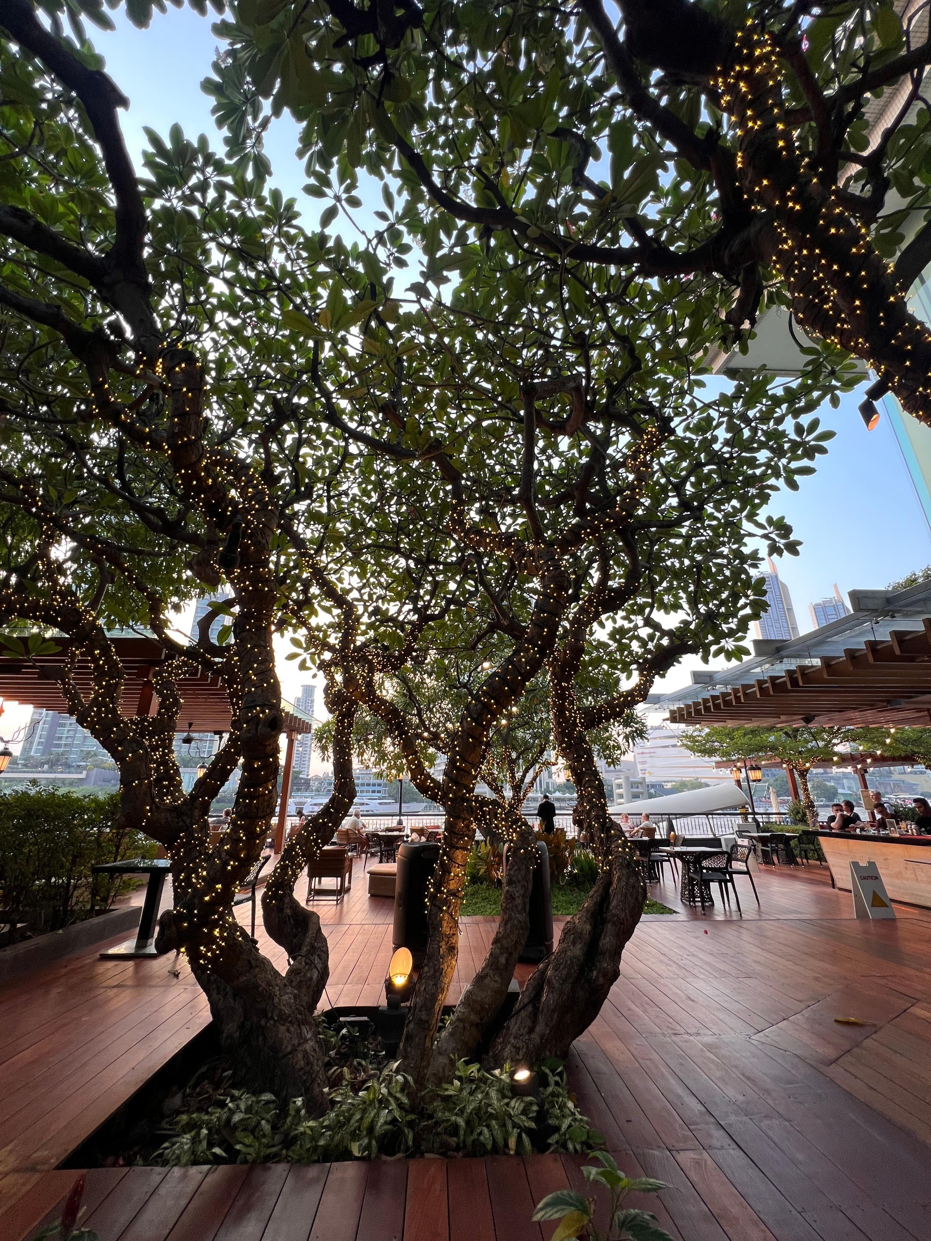 Beautiful trees by the pool and garden. 
