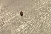 Another one I found biting my hand and killed