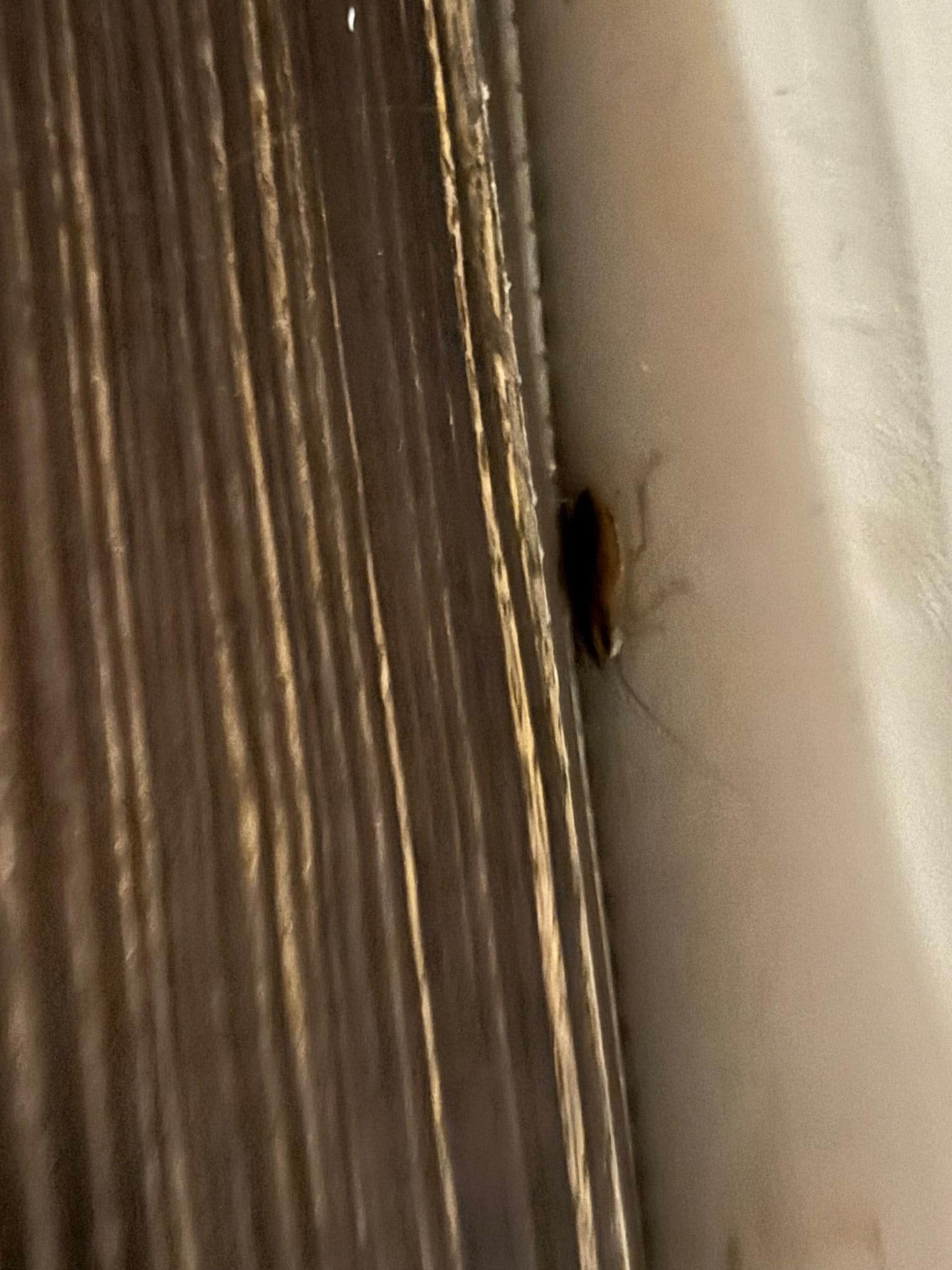 Live Roach
