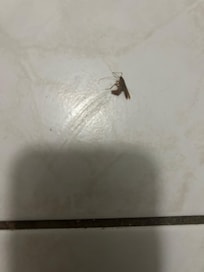 Roach on the bathroom floor