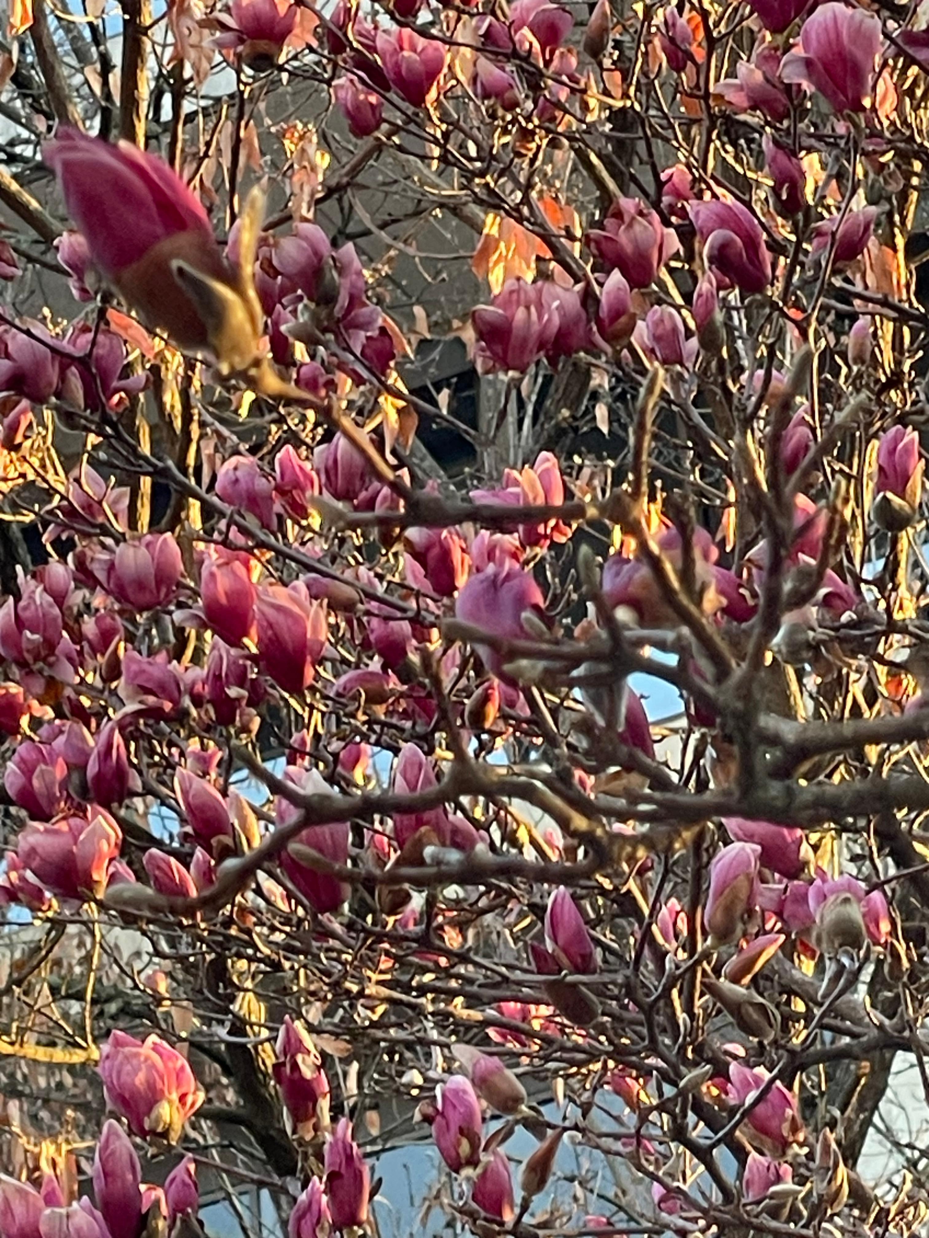Magnolias budding 