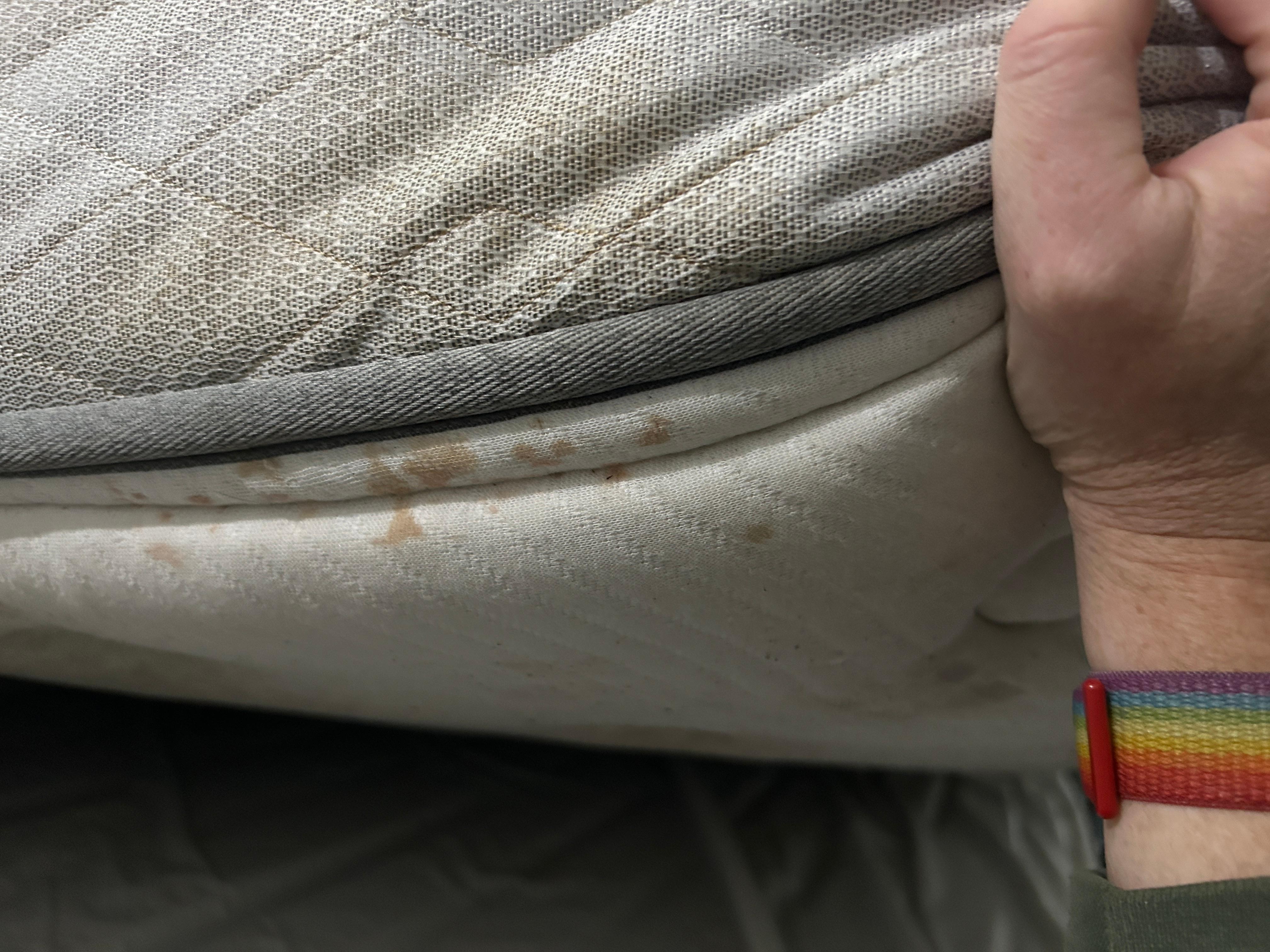 signs of bedbugs underneath the mattress