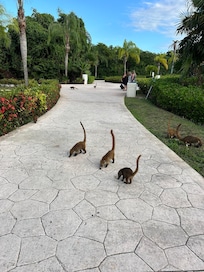Coatis