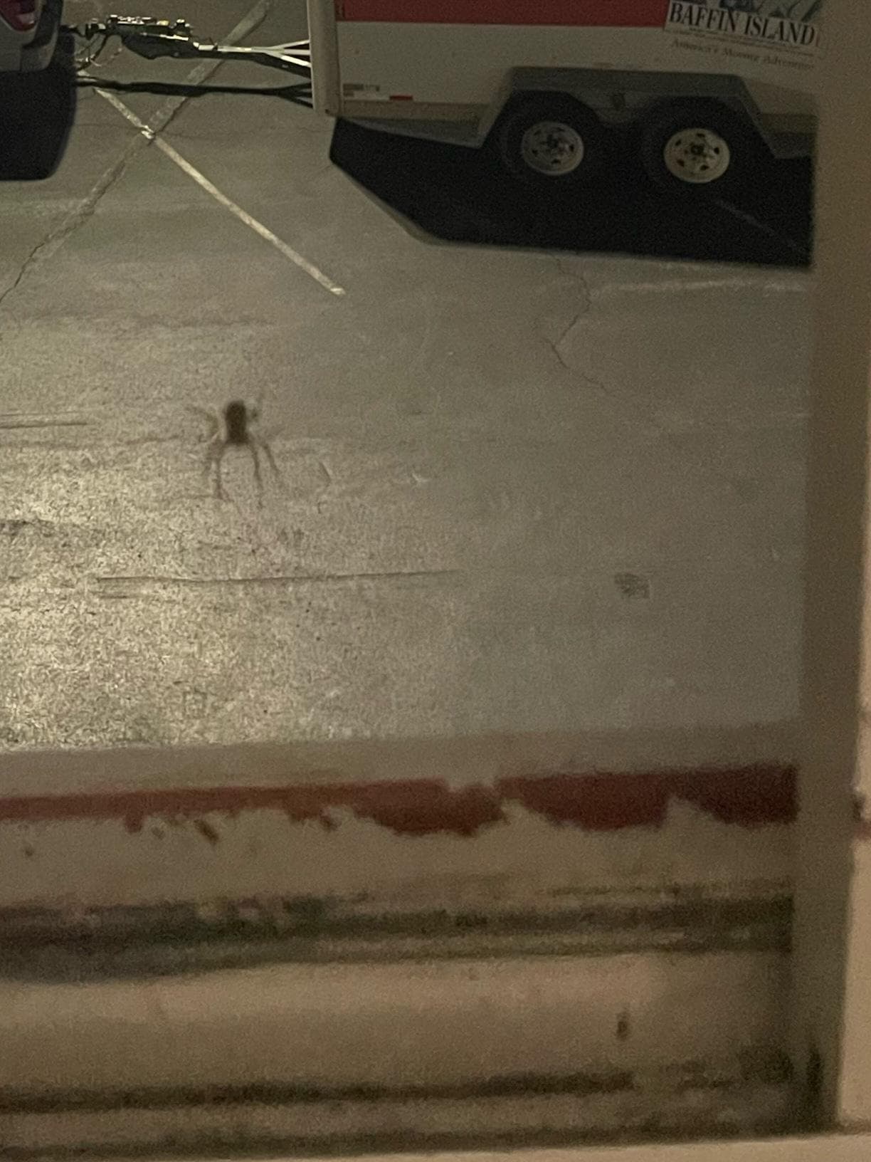 Window open no screen spiders on and in room near window