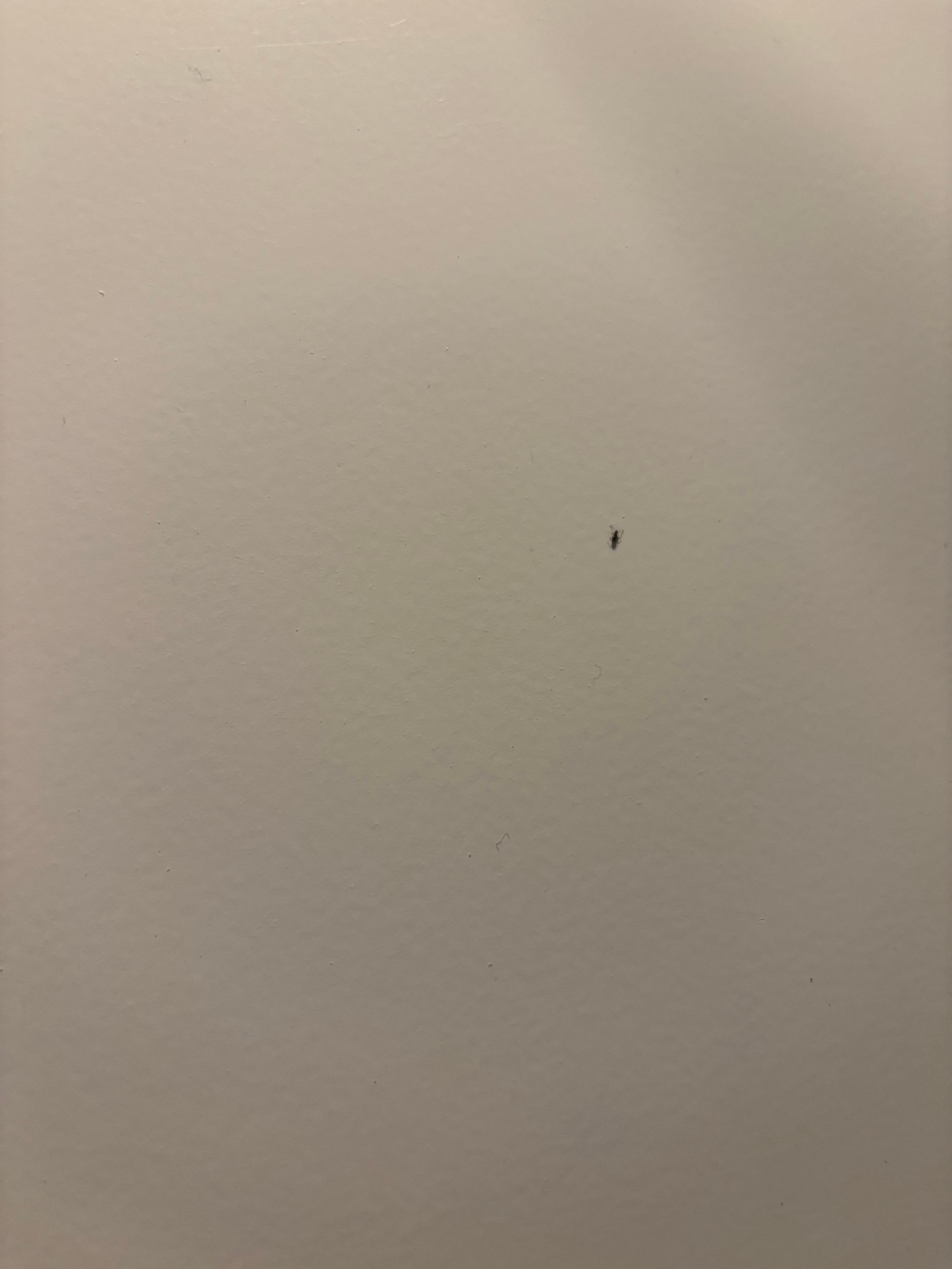 Zoom in and the front desk clerk came to the room and saw the bugs running around. And they were all on my clothes, that I had out to wear the next day.