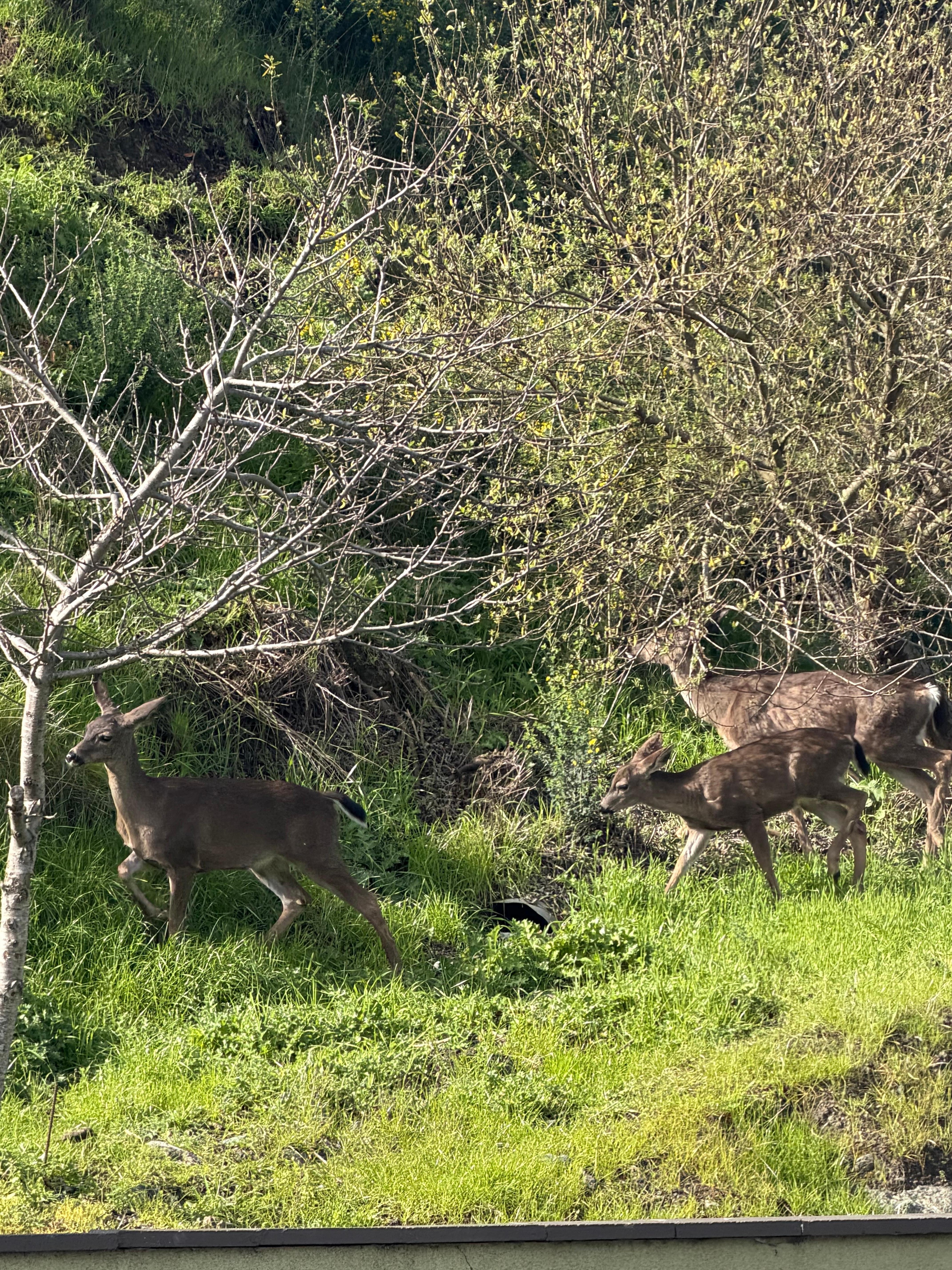 Deers behind the property 