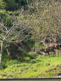 Deers behind the property