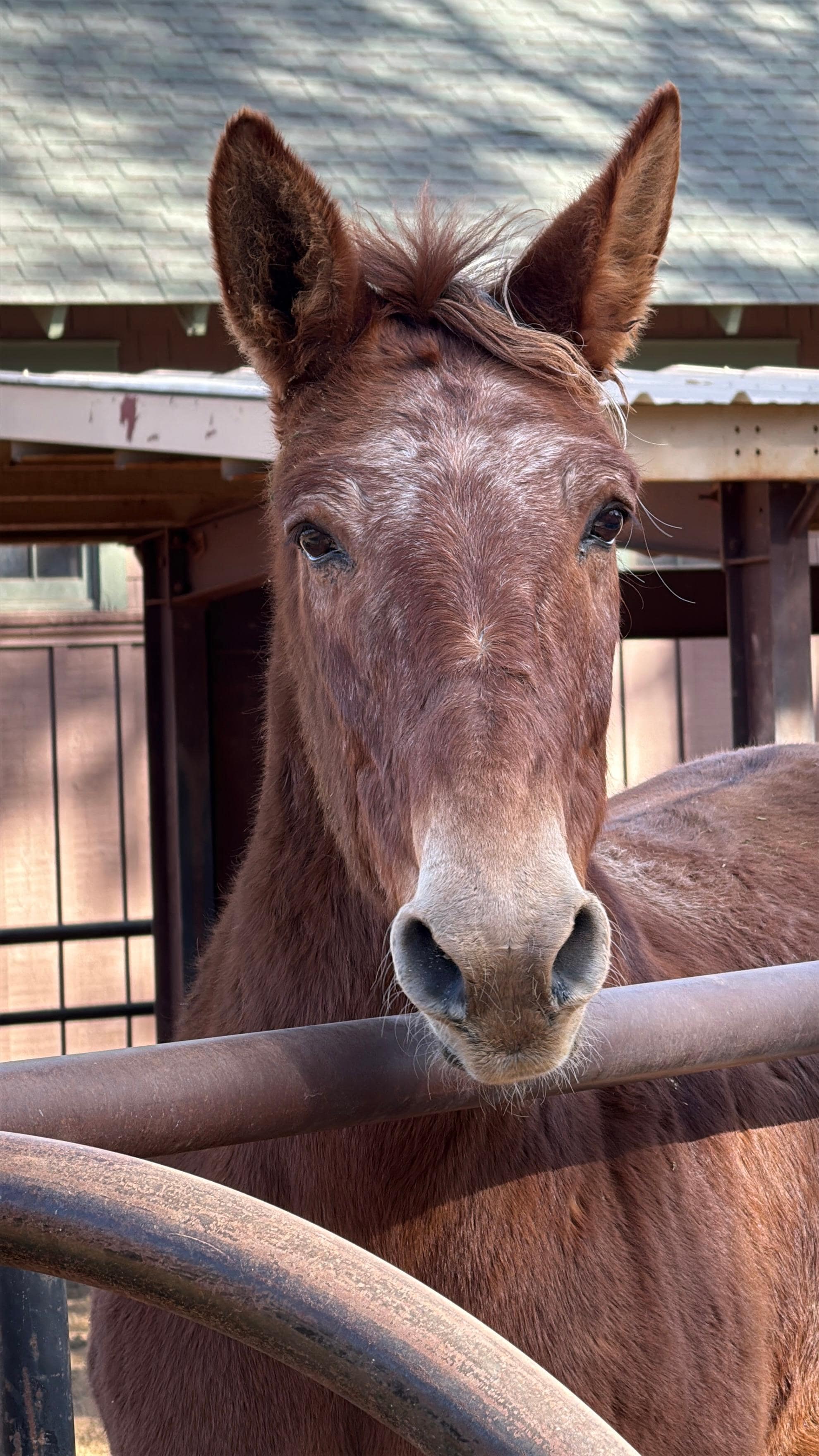 Estábulo em frente ao hotel