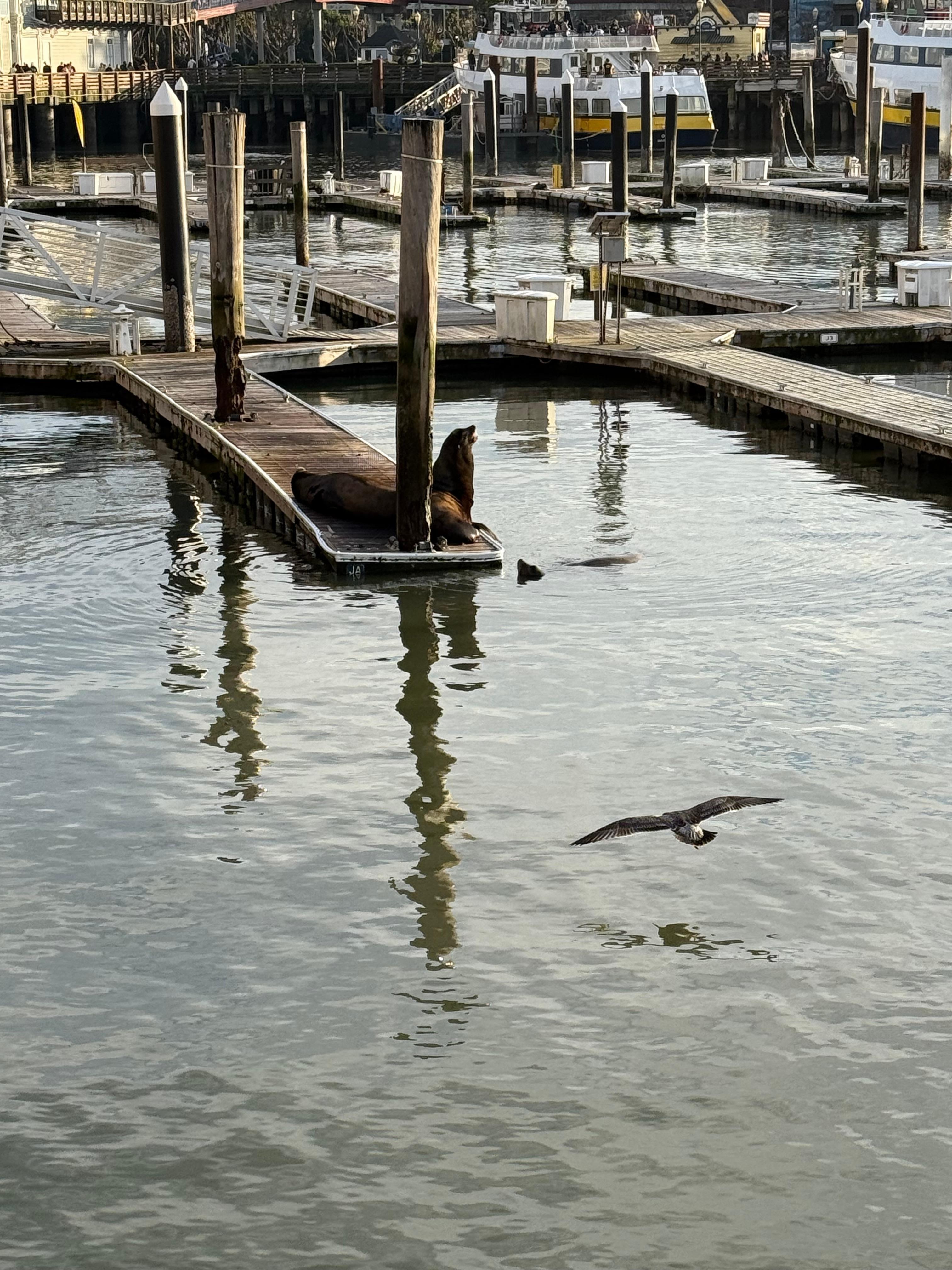Sea lions at Pier 39
