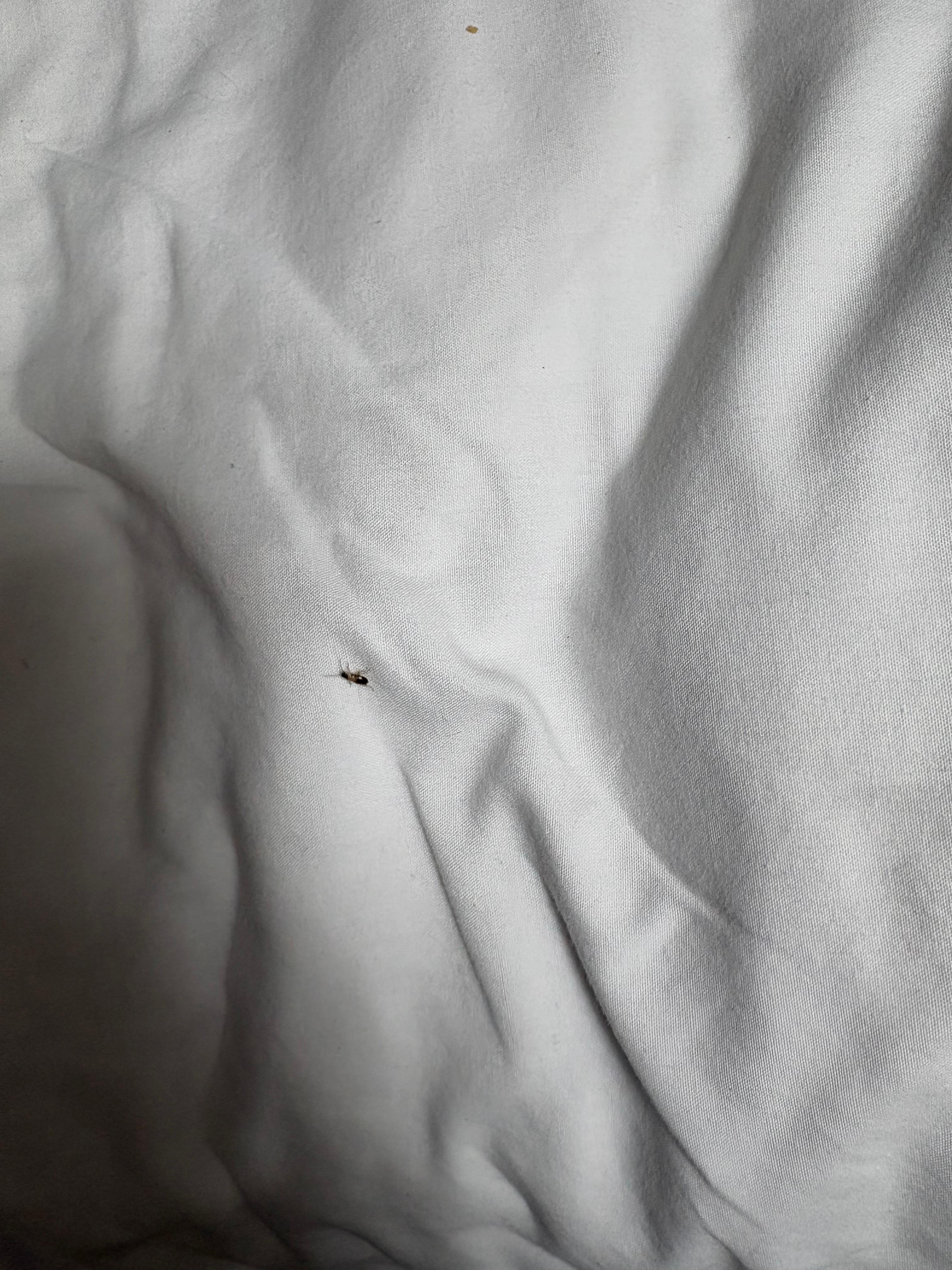 Baby roach in the bed
