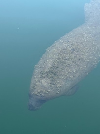 Aqui um deles nada tranquilamente bem no lado da nossa varanda.