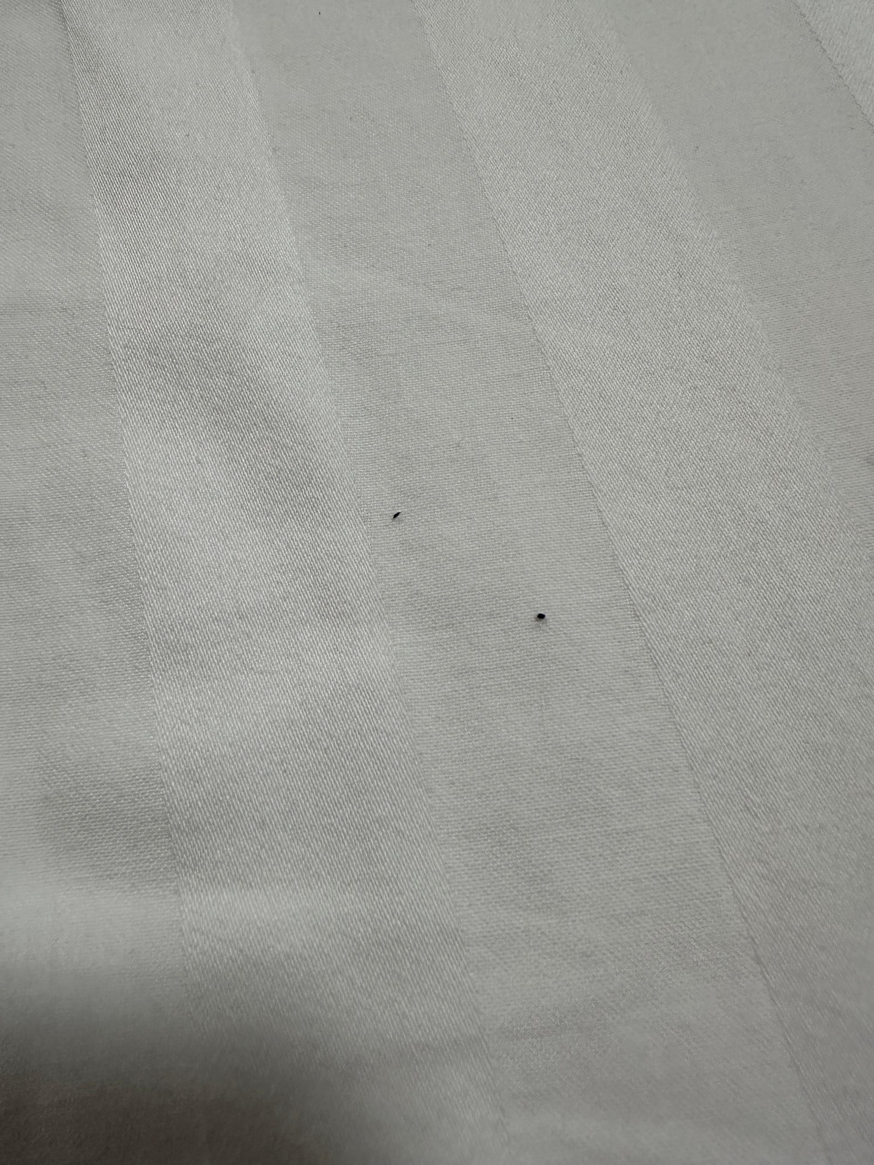 Bed bugs