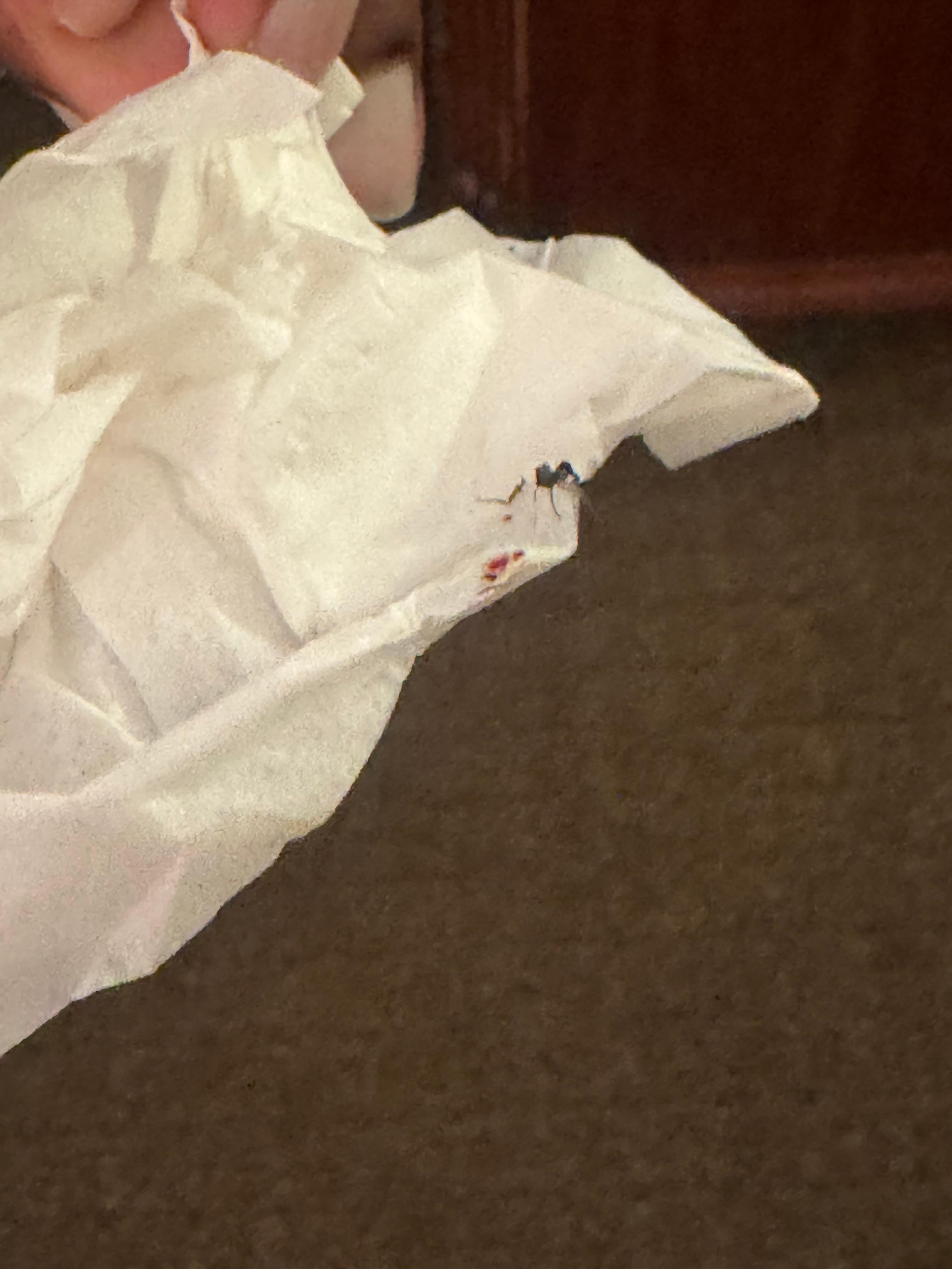 One of the mosquitoes we killed 