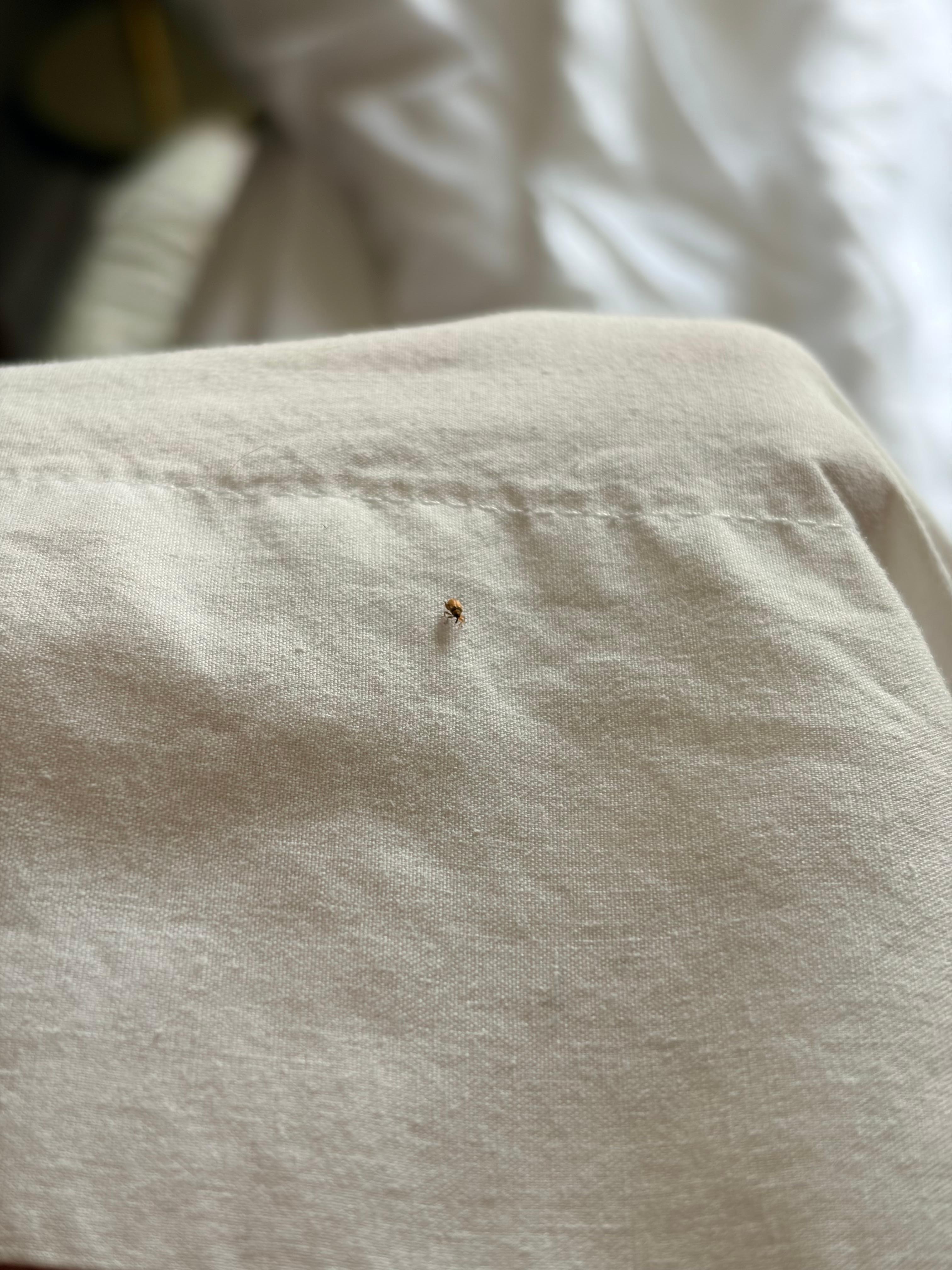 Found bed bug on pillow 