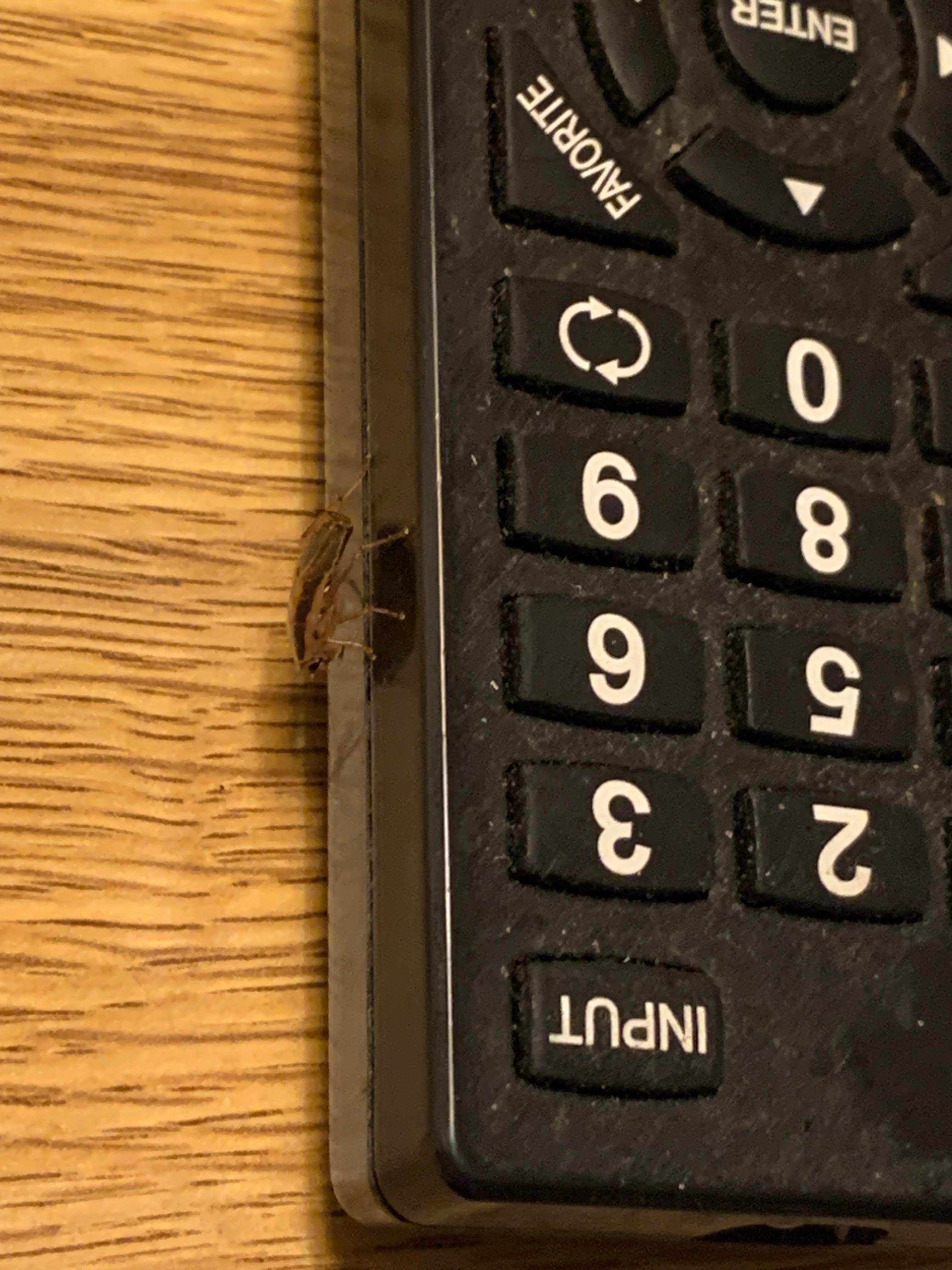 Bugs everywhere.  See this one on the remote.