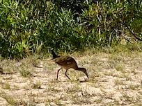 Lots of birds around the lake