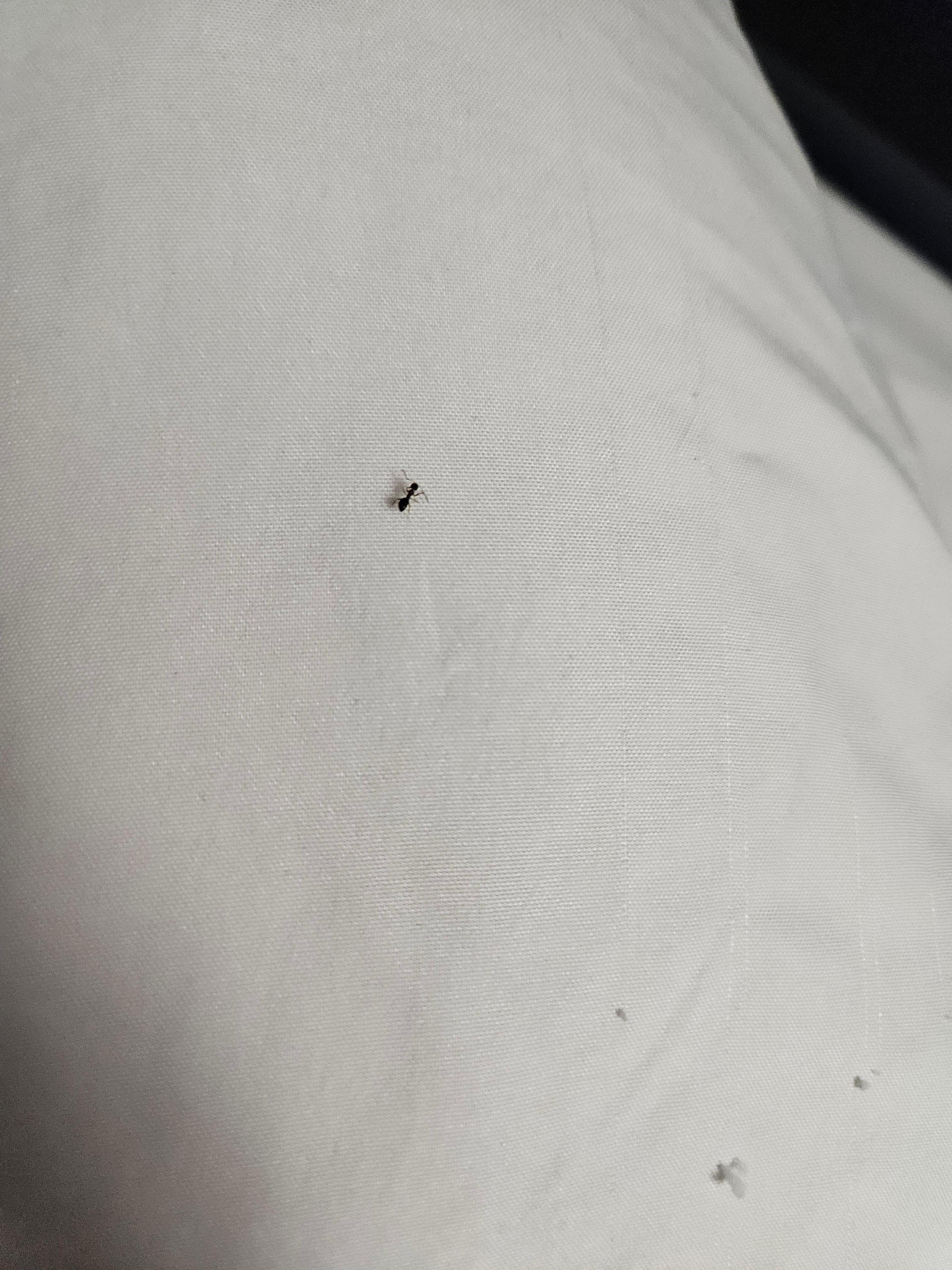 Ants in room