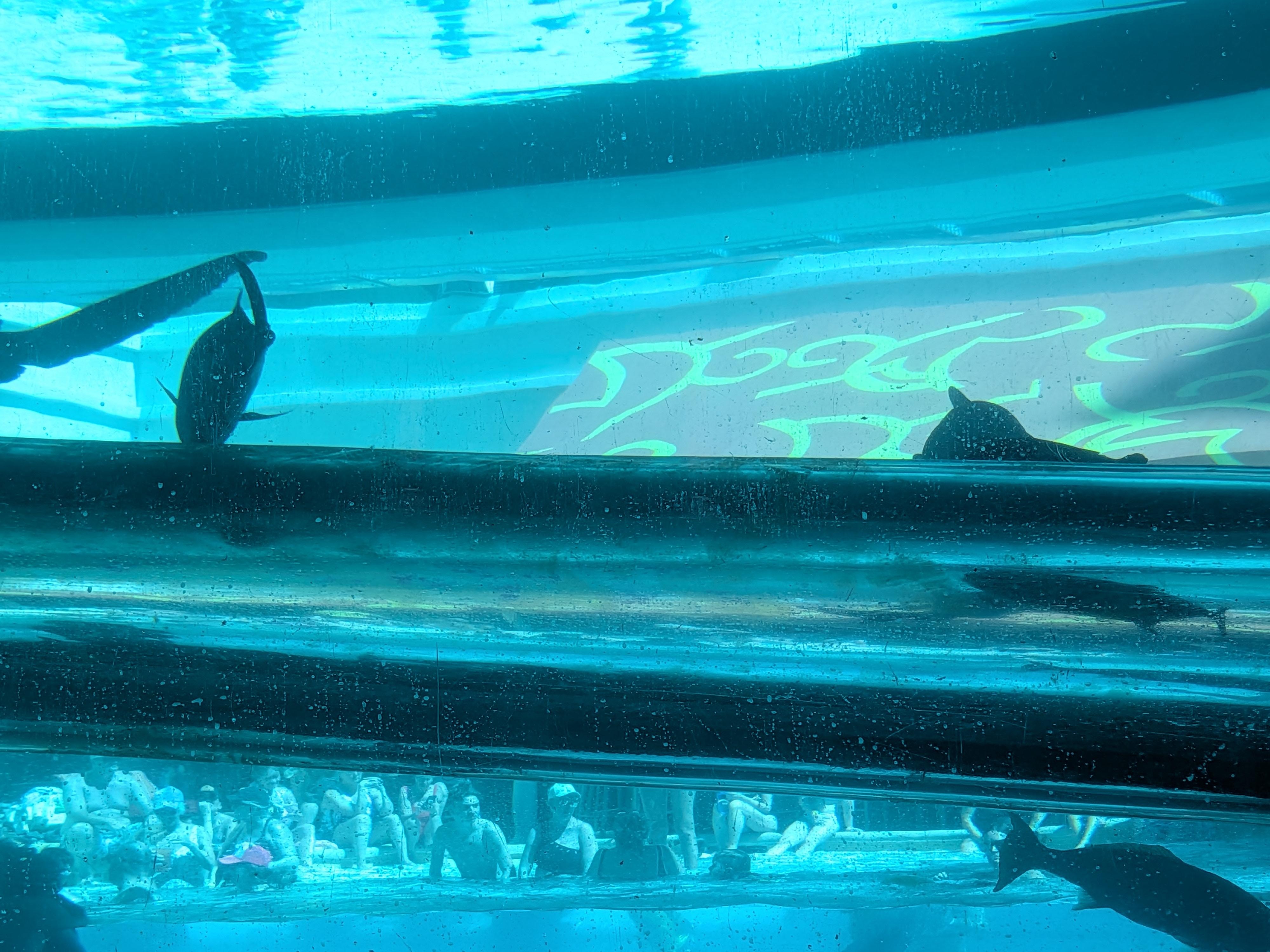 Waterslide going through the shark tank at the pool.