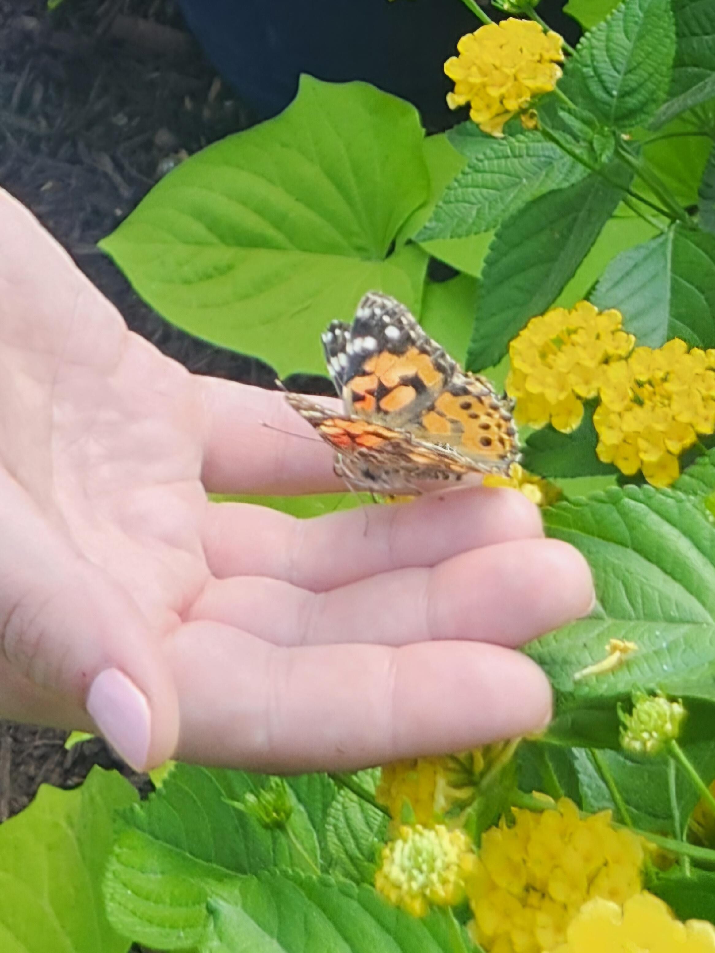Butterfly pic 2