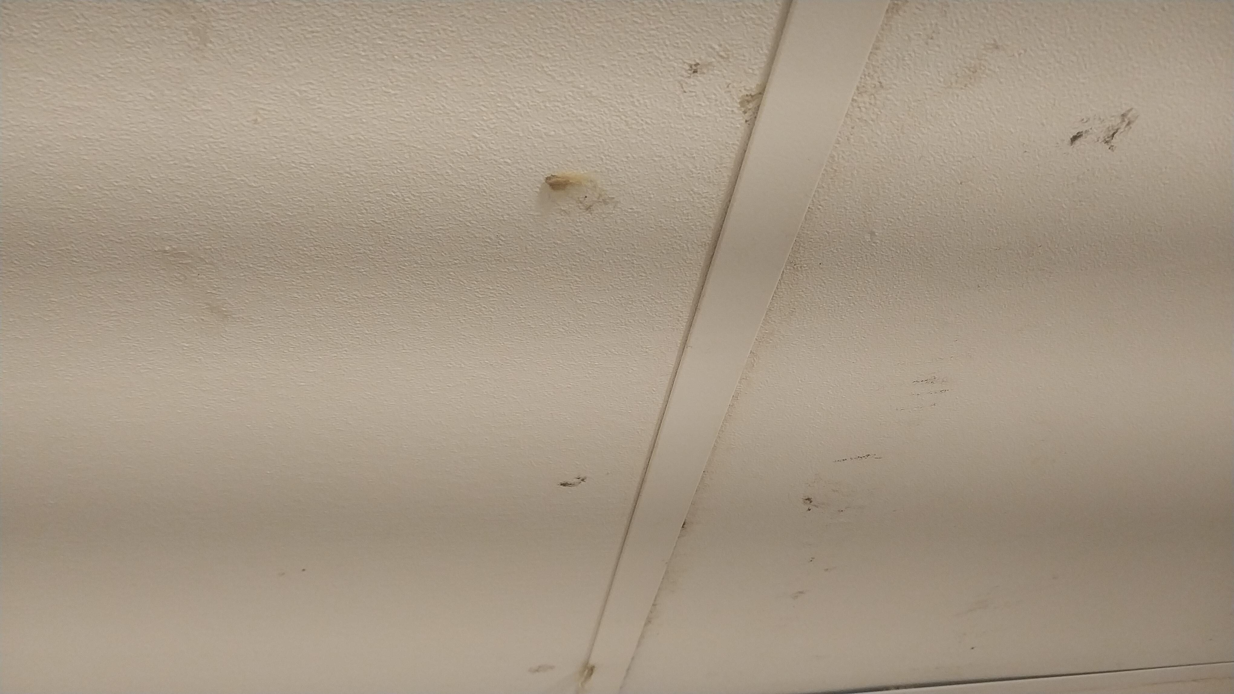 Mold in shower ceiling