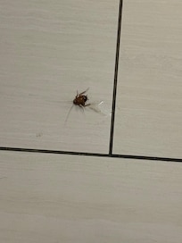 Cockroach walked on my face.