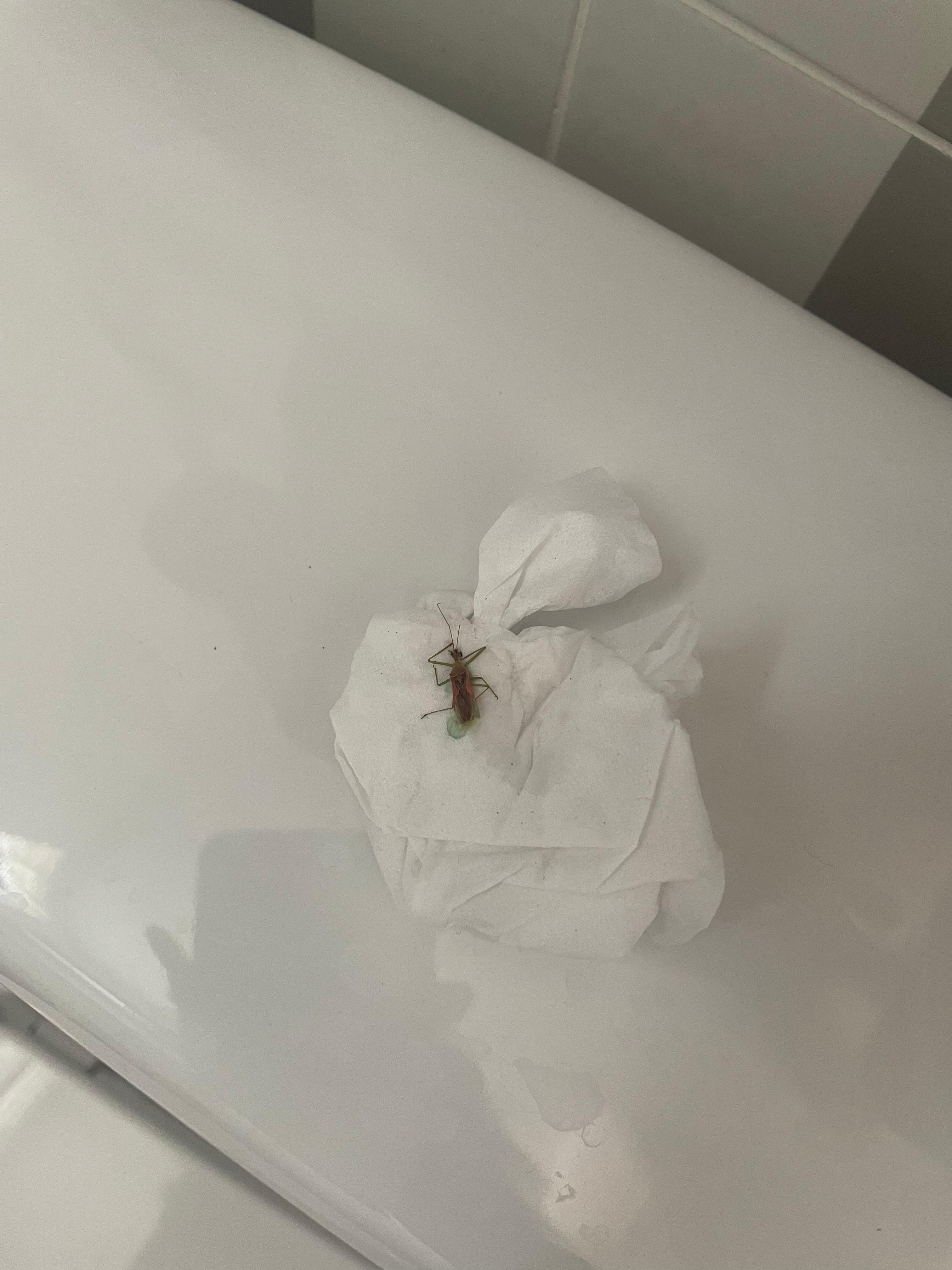 One of the bugs in the room