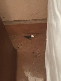 Basura de días a pesar de hacer el aseo