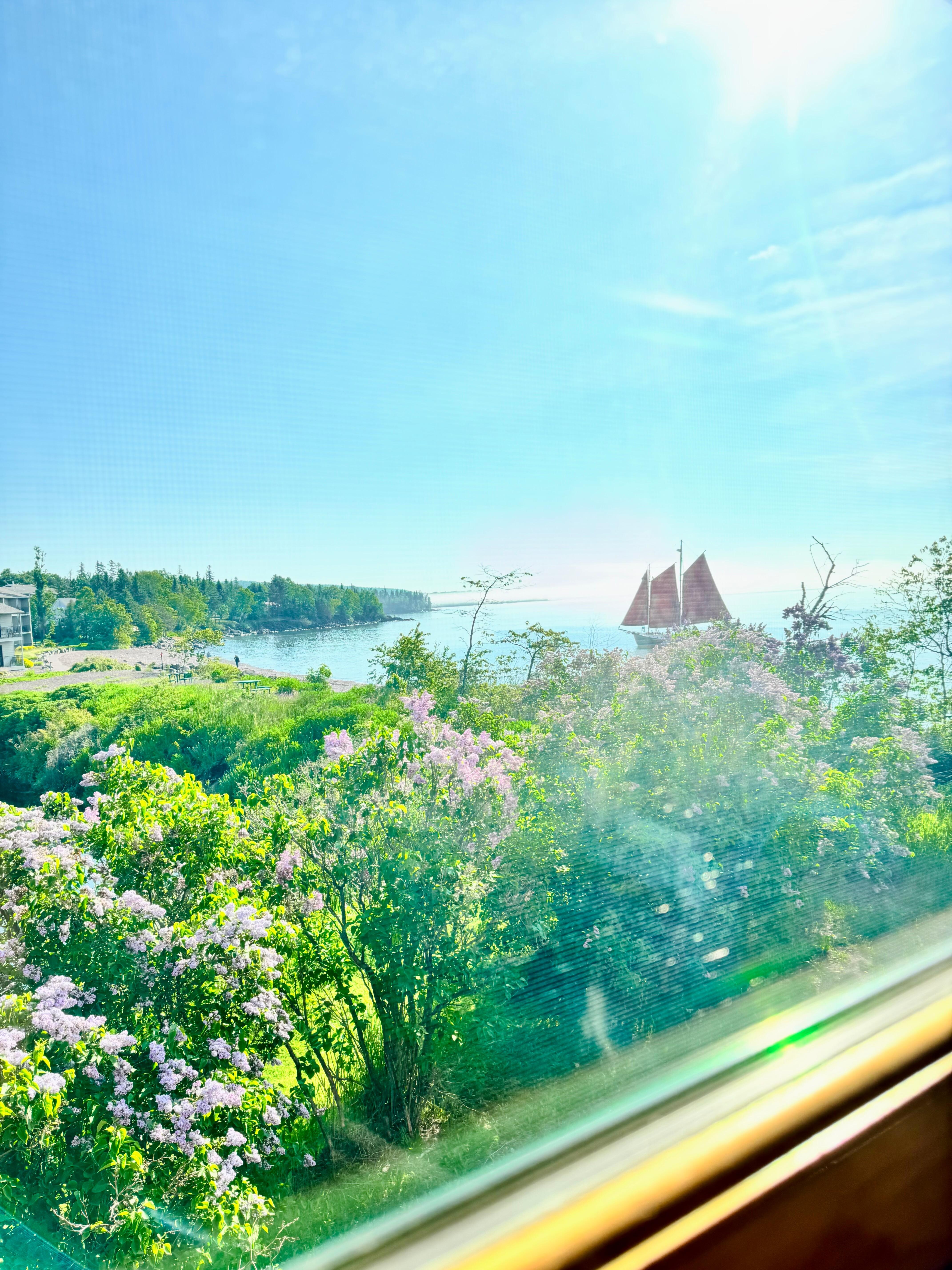View from the dining table 