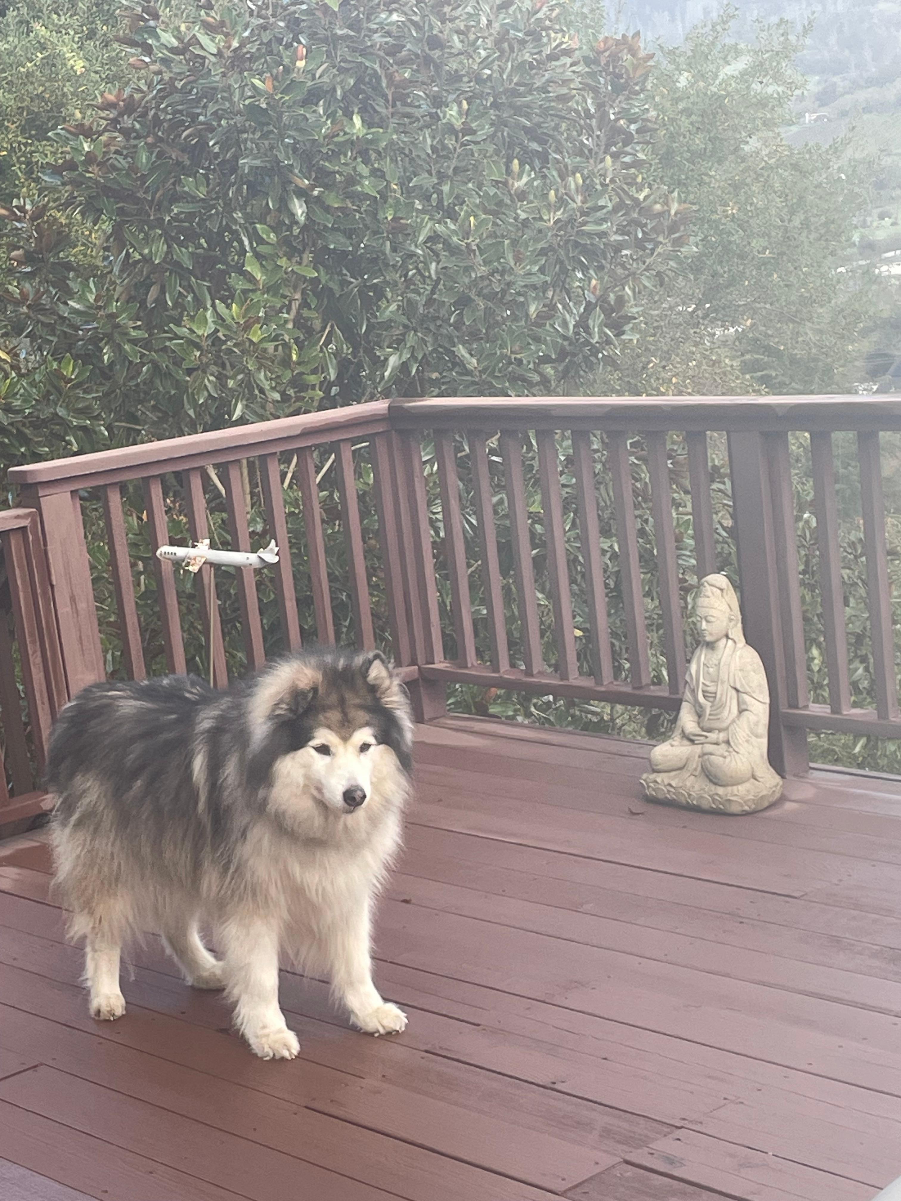 On our way to Hotel E. Our favorite dog friendly hotel!