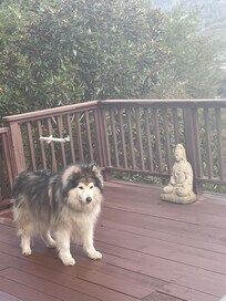 On our way to Hotel E. Our favorite dog friendly hotel!