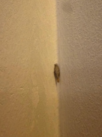 Mottenlarven, grobe Hygienemängel