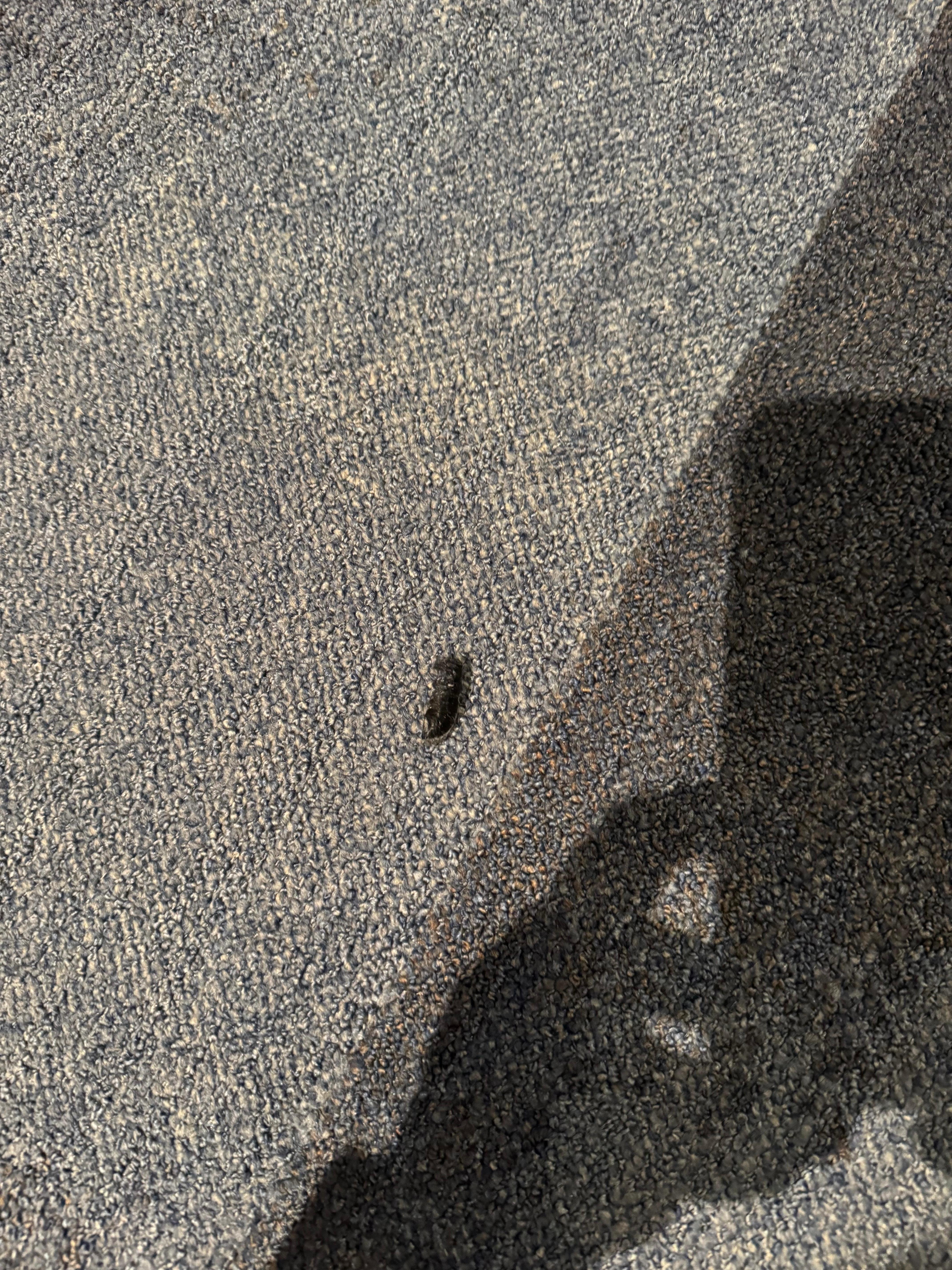 Bug in corridor 