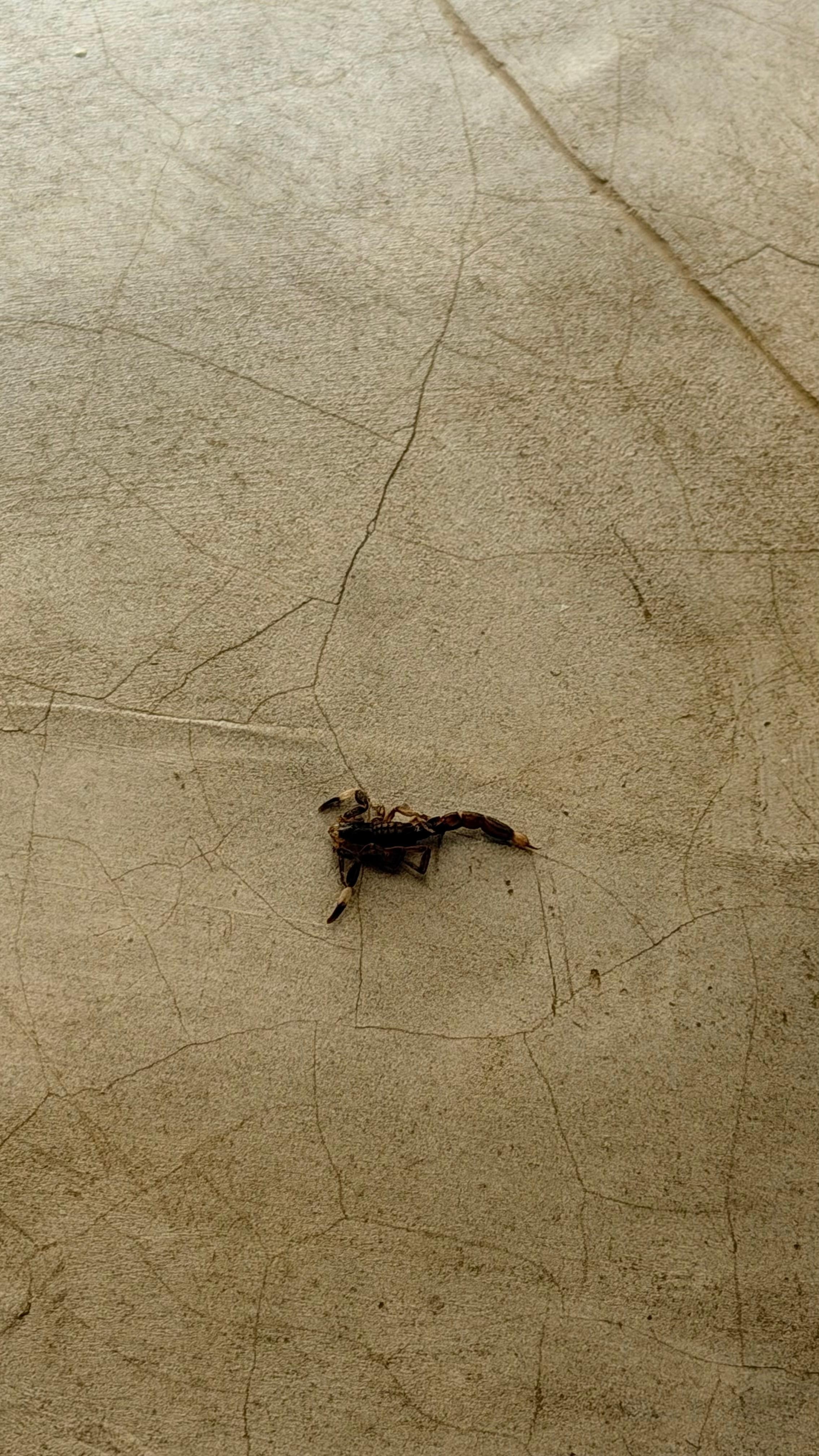 Foto del alacrán que salió y maté, ojalá puedan fumigar para que no les pase a otros. 
