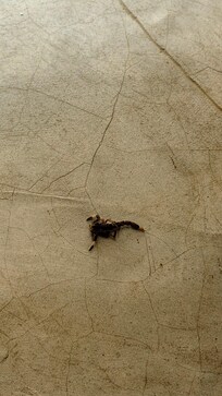 Foto del alacrán que salió y maté, ojalá puedan fumigar para que no les pase a otros.