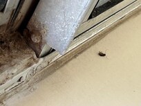 Trying to adjust drapes, window was molded and cockroaches in sill