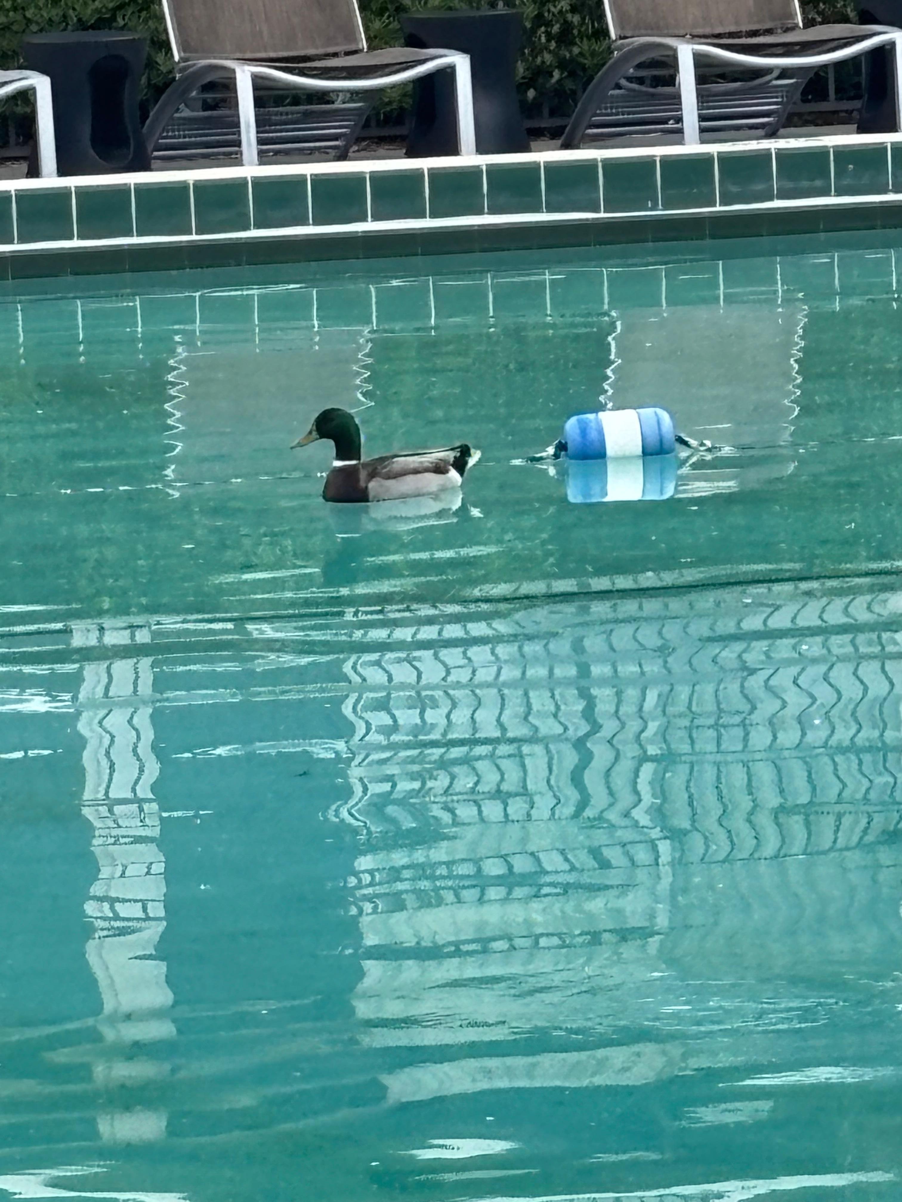 The pool is not for humans. Apparently it is for birds and bugs! The picture does not do justice, showing how disgusting it was!