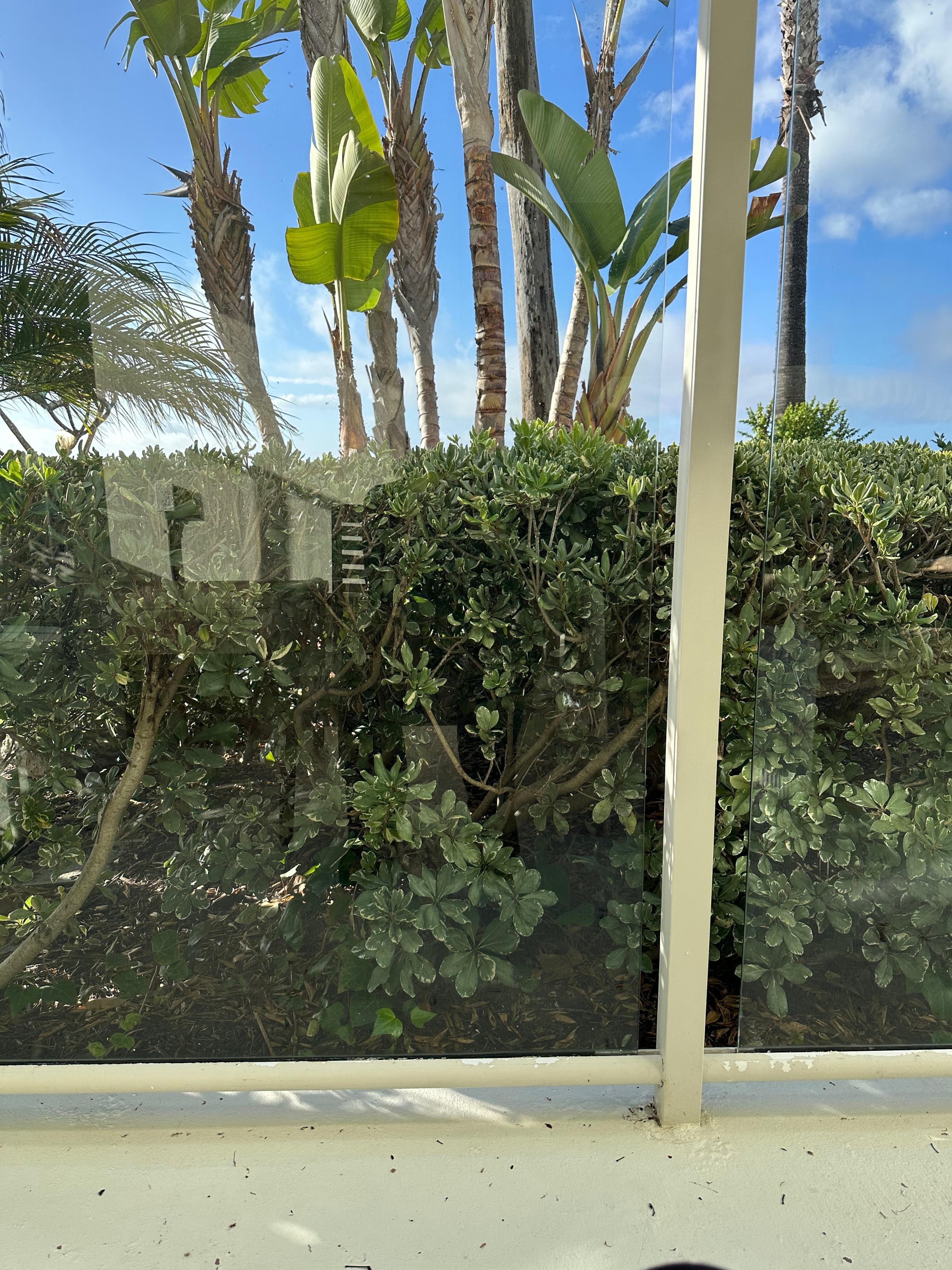 The “ocean view” when sitting in the chair on our balcony. Nothing to see but a hedge for $600