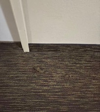 See dog poop/feces in the hallway