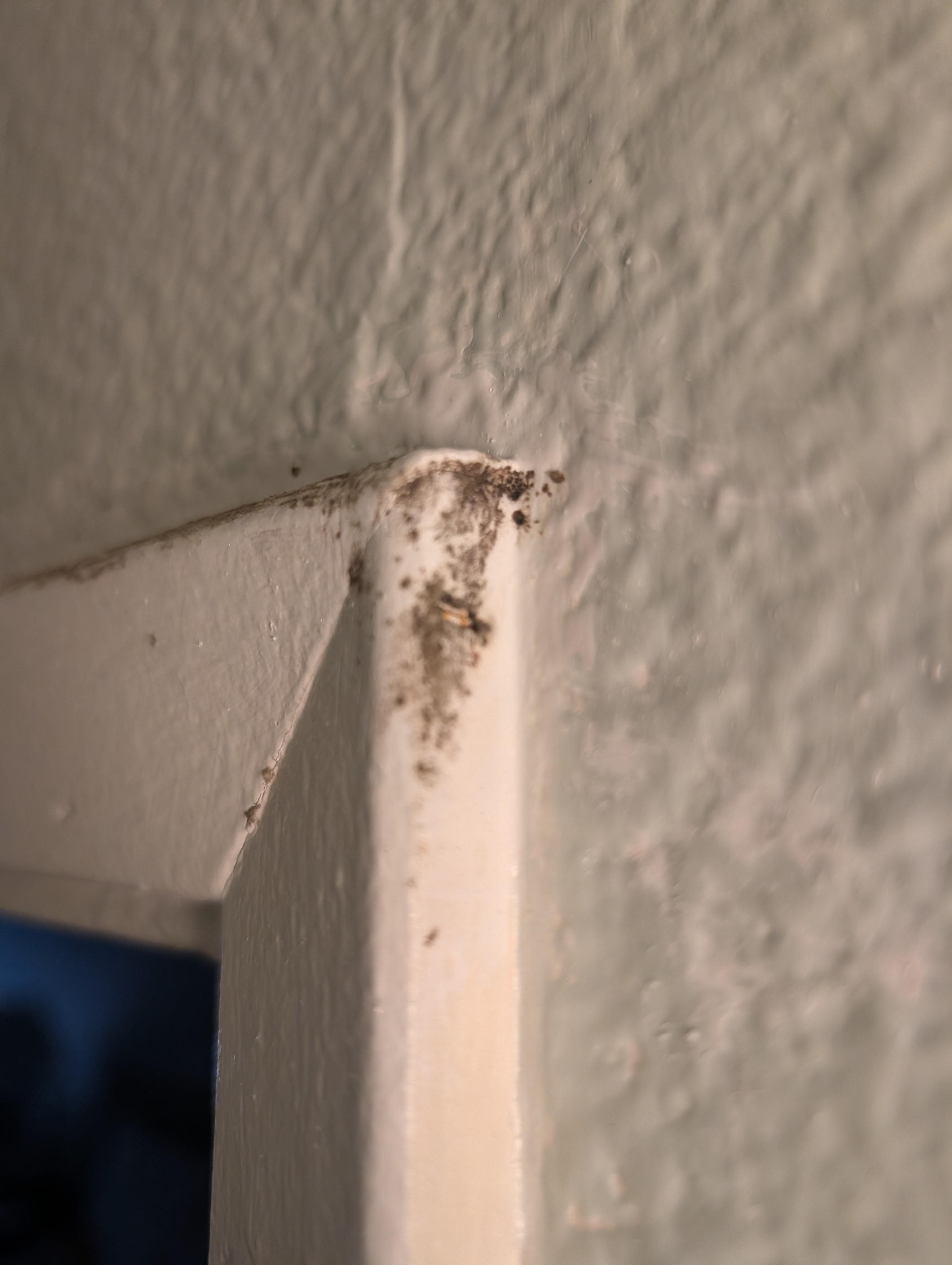 Possible mold on bathroom door frame