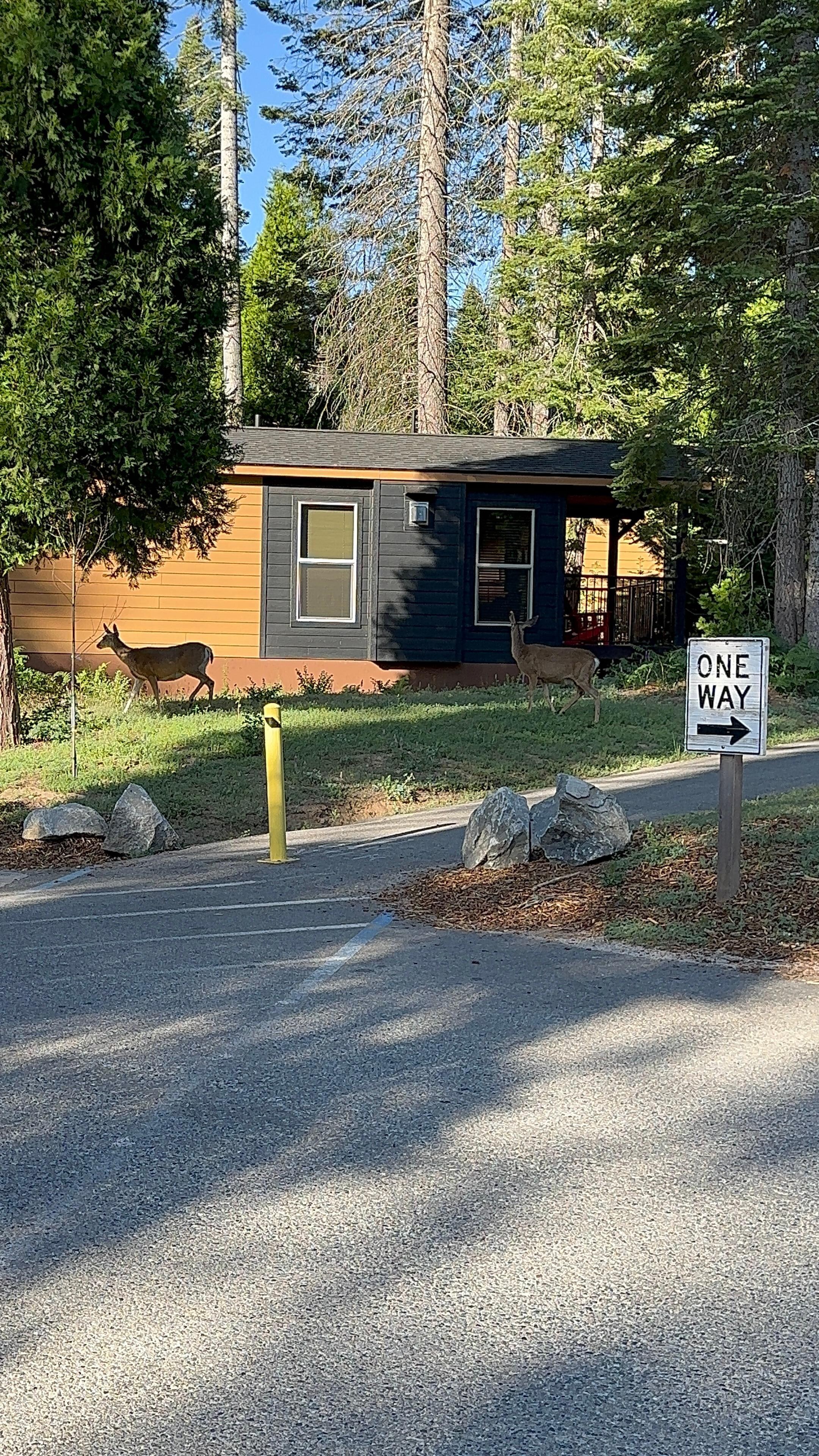 Friends walking around the Cabin early mornings 