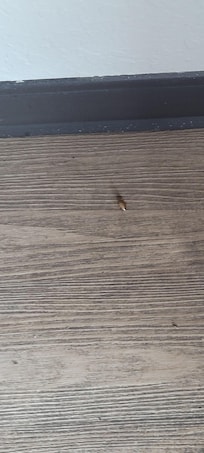 Roach that we killed