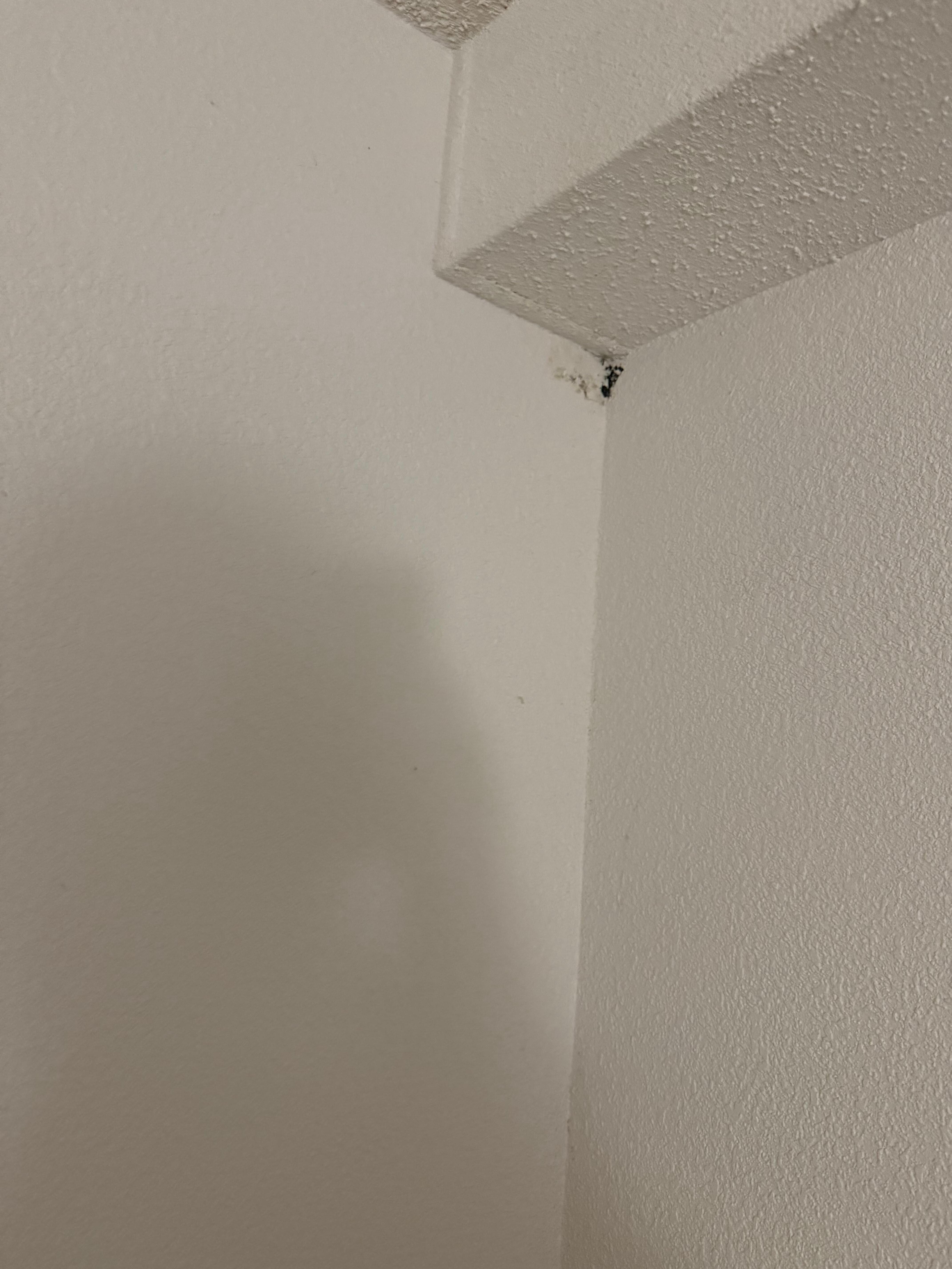 Mold coming through wall from above vanity
Rm 337