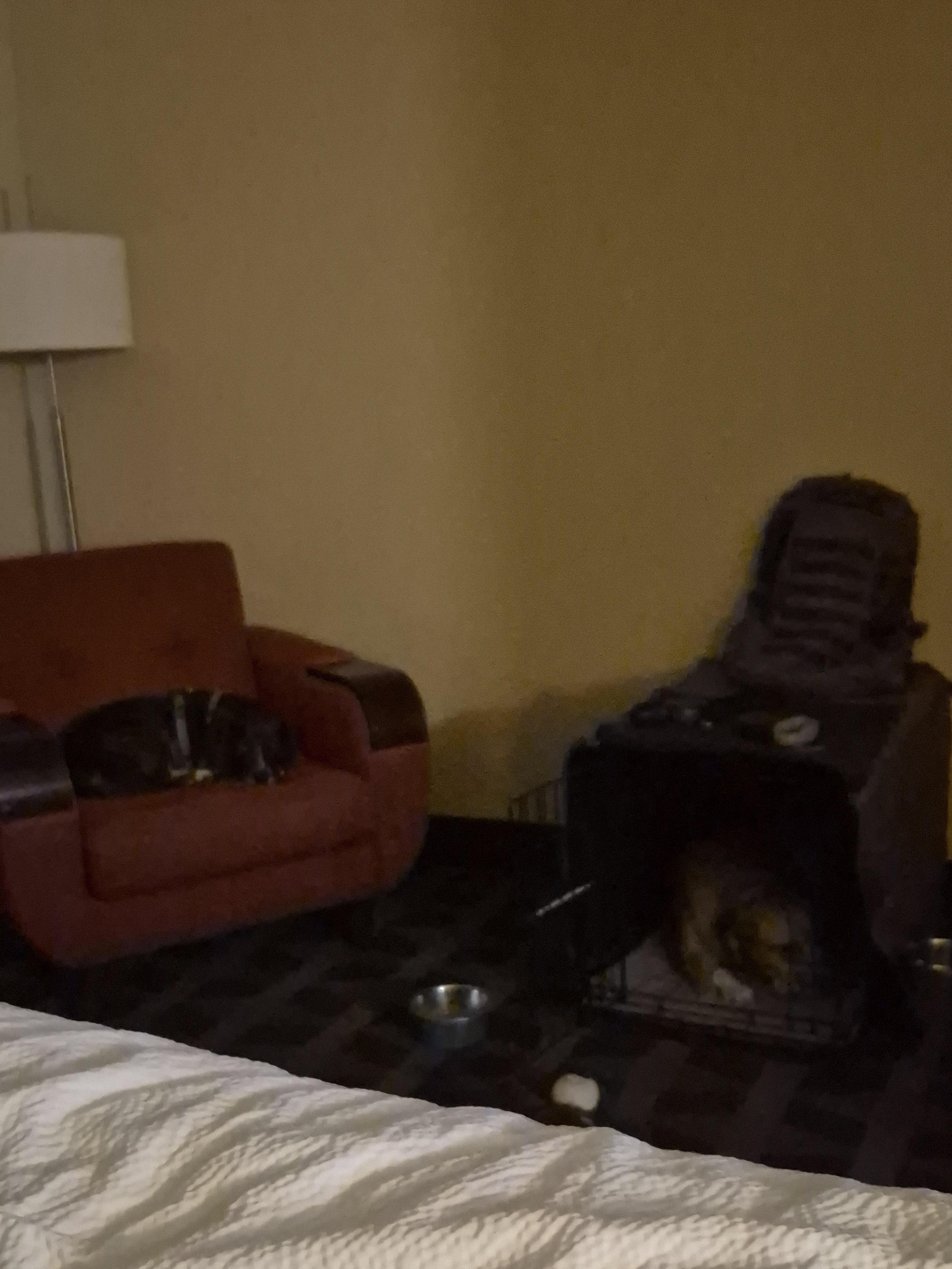 While I was working I kept my dogs in their kennel. 